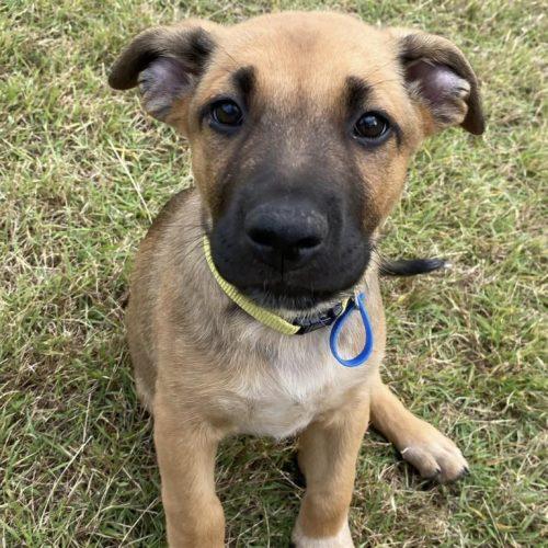 Isla – Lucky Paws Dog Rescue Inc