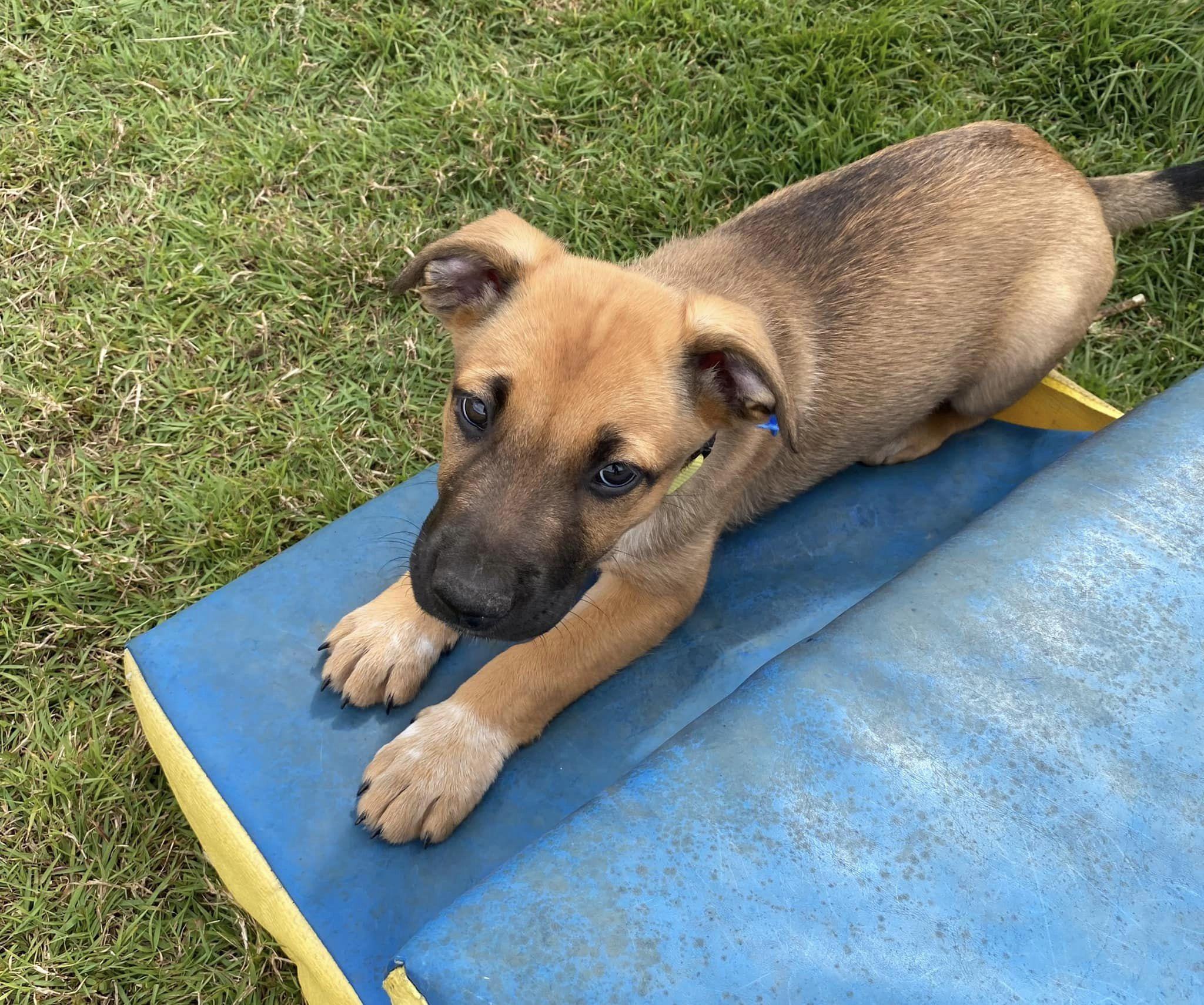 Isla – Lucky Paws Dog Rescue Inc