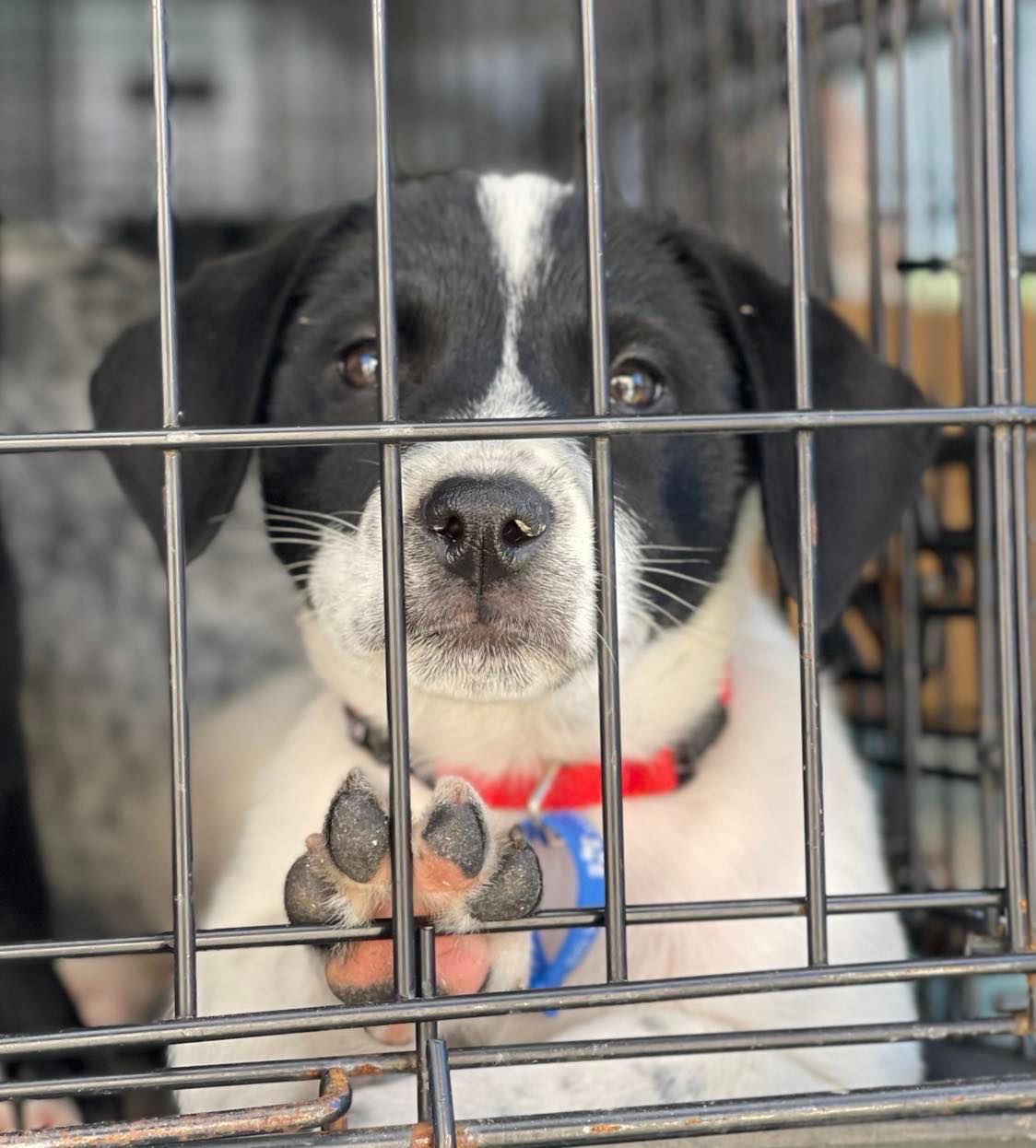 Is Fostering Right For Me? – Lucky Paws Dog Rescue Inc