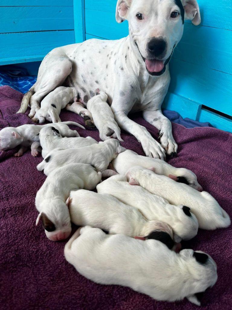 Last Litter Program – Lucky Paws Dog Rescue Inc