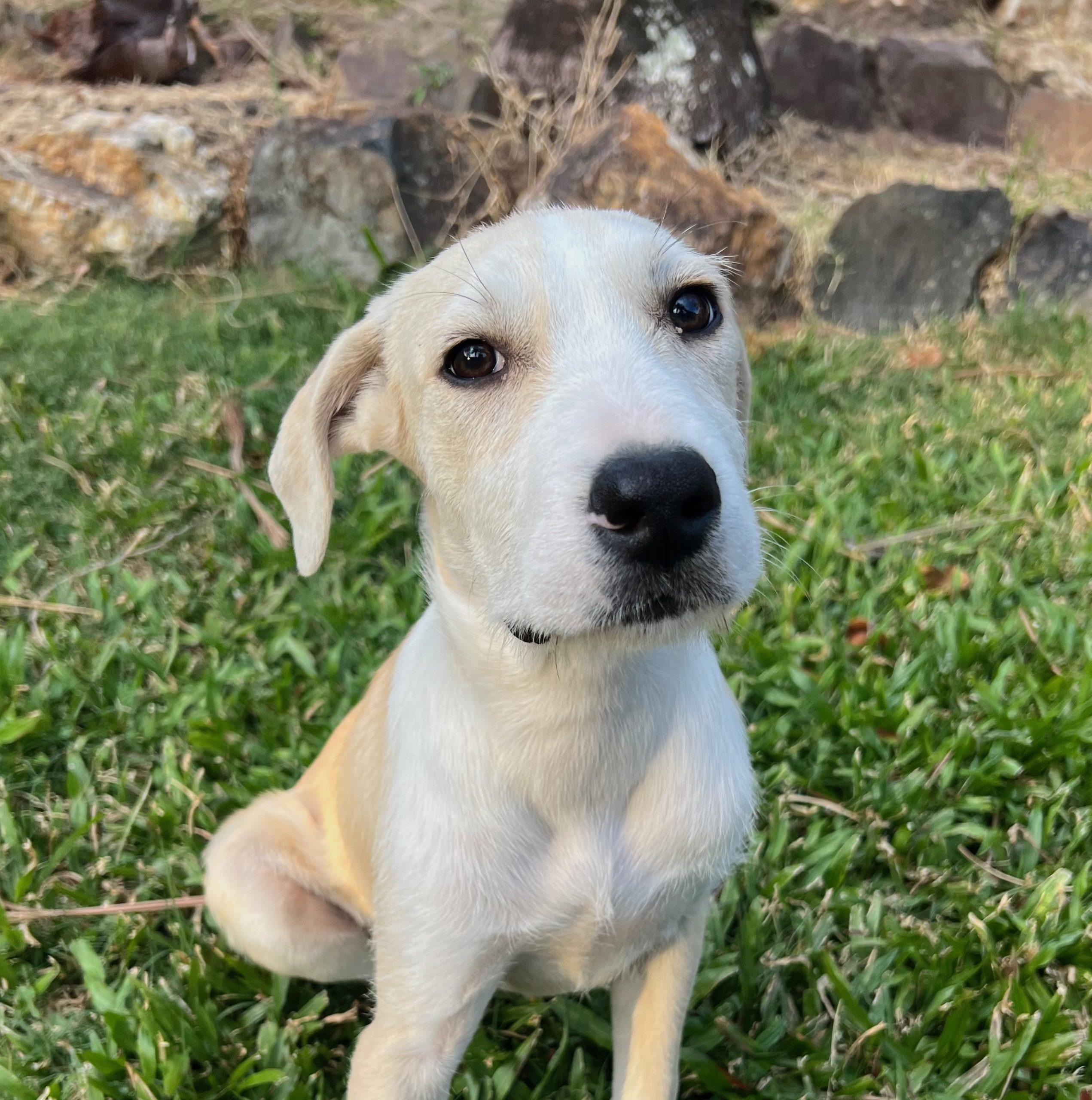 Emma – Lucky Paws Dog Rescue Inc