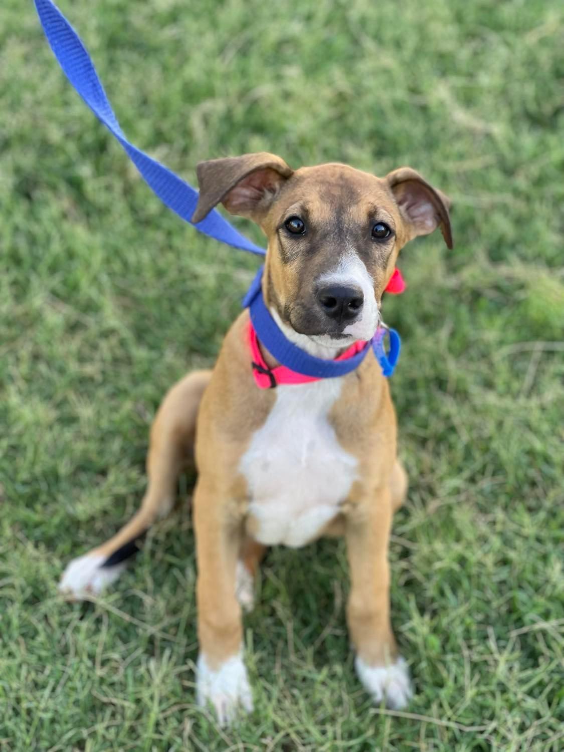 Astra – Lucky Paws Dog Rescue Inc