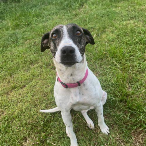 Available For Adoption – Lucky Paws Dog Rescue Inc