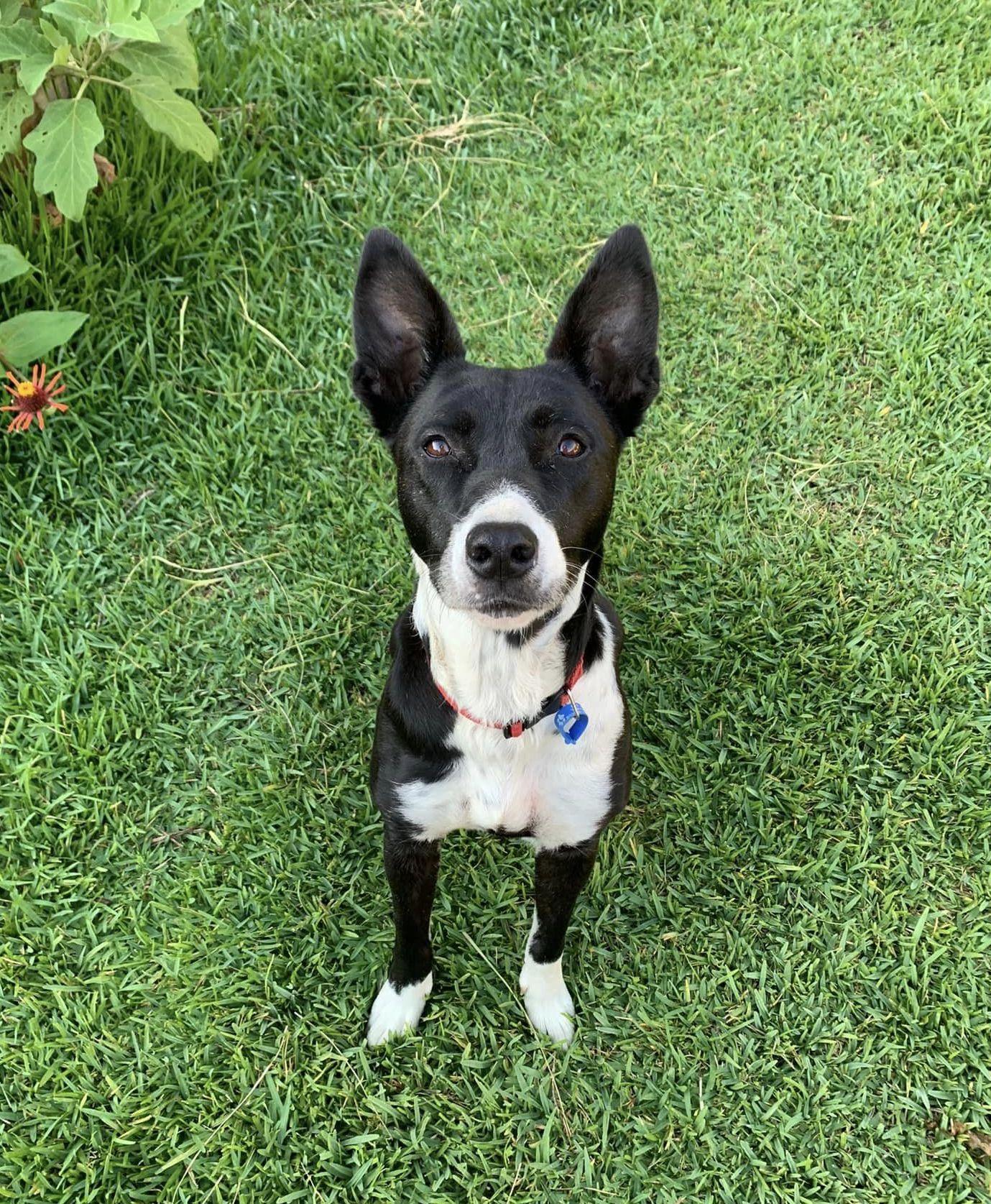 Shelby – Lucky Paws Dog Rescue Inc