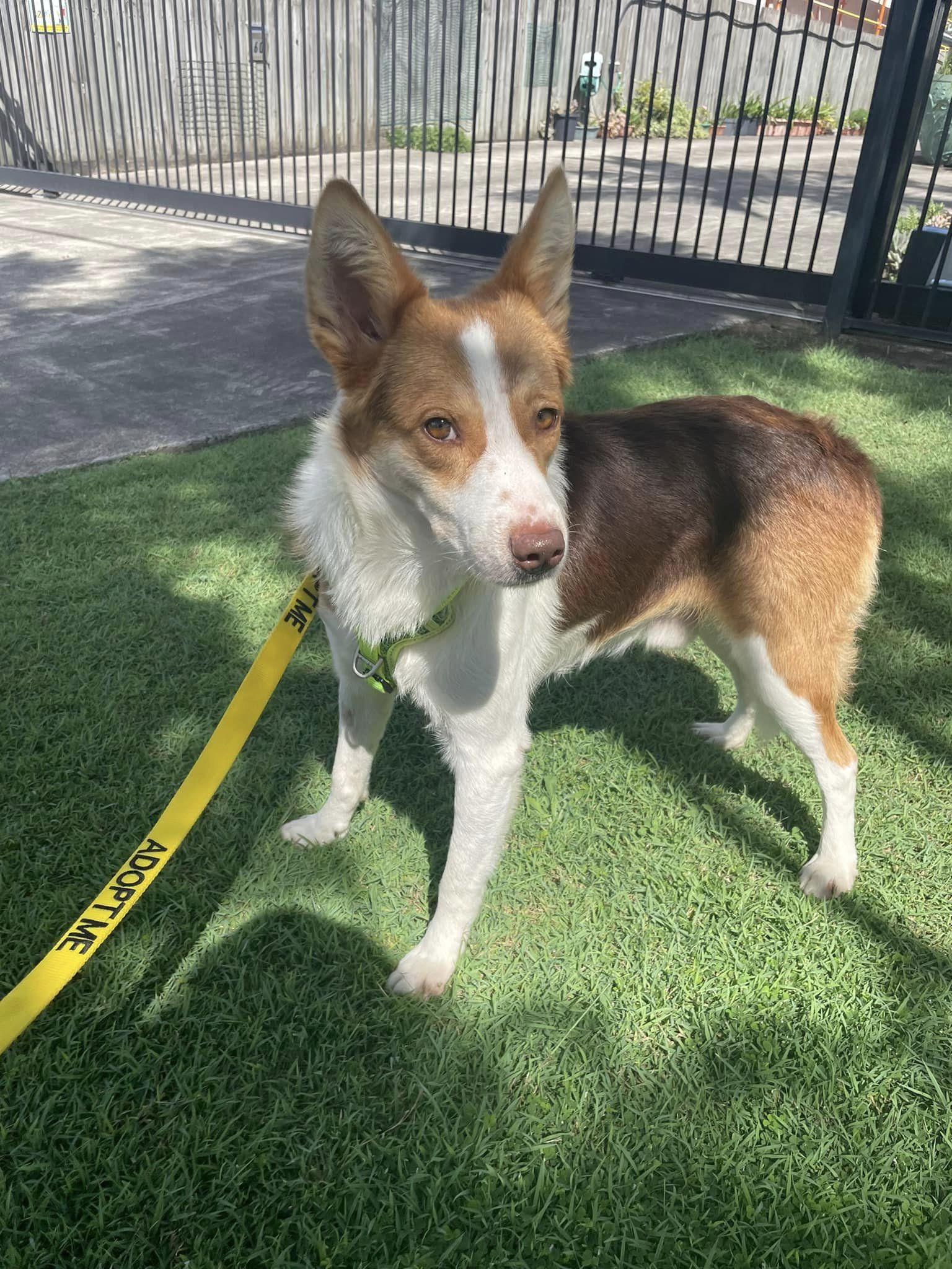 Bertie – Lucky Paws Dog Rescue Inc