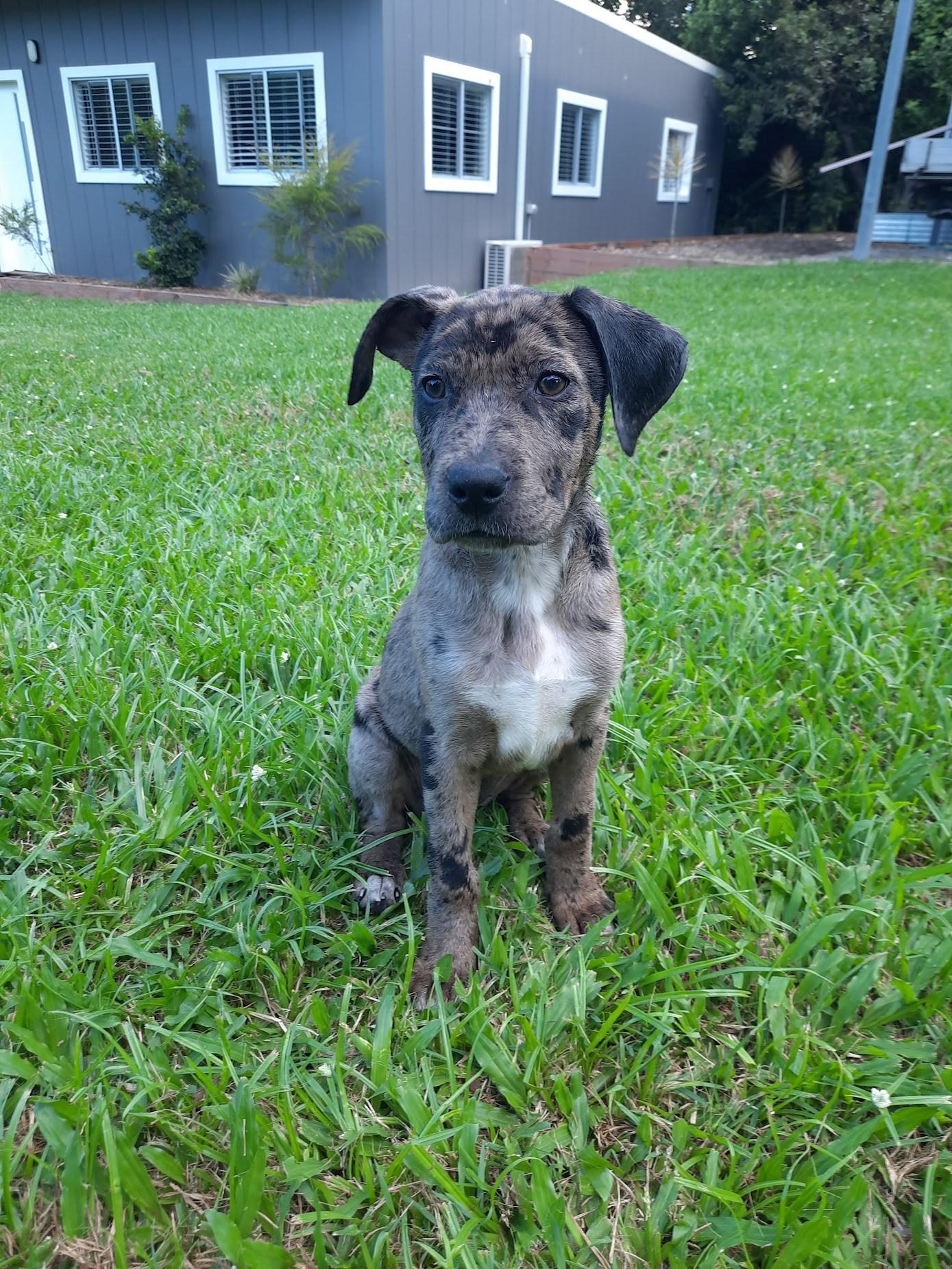 Elsa – Lucky Paws Dog Rescue Inc
