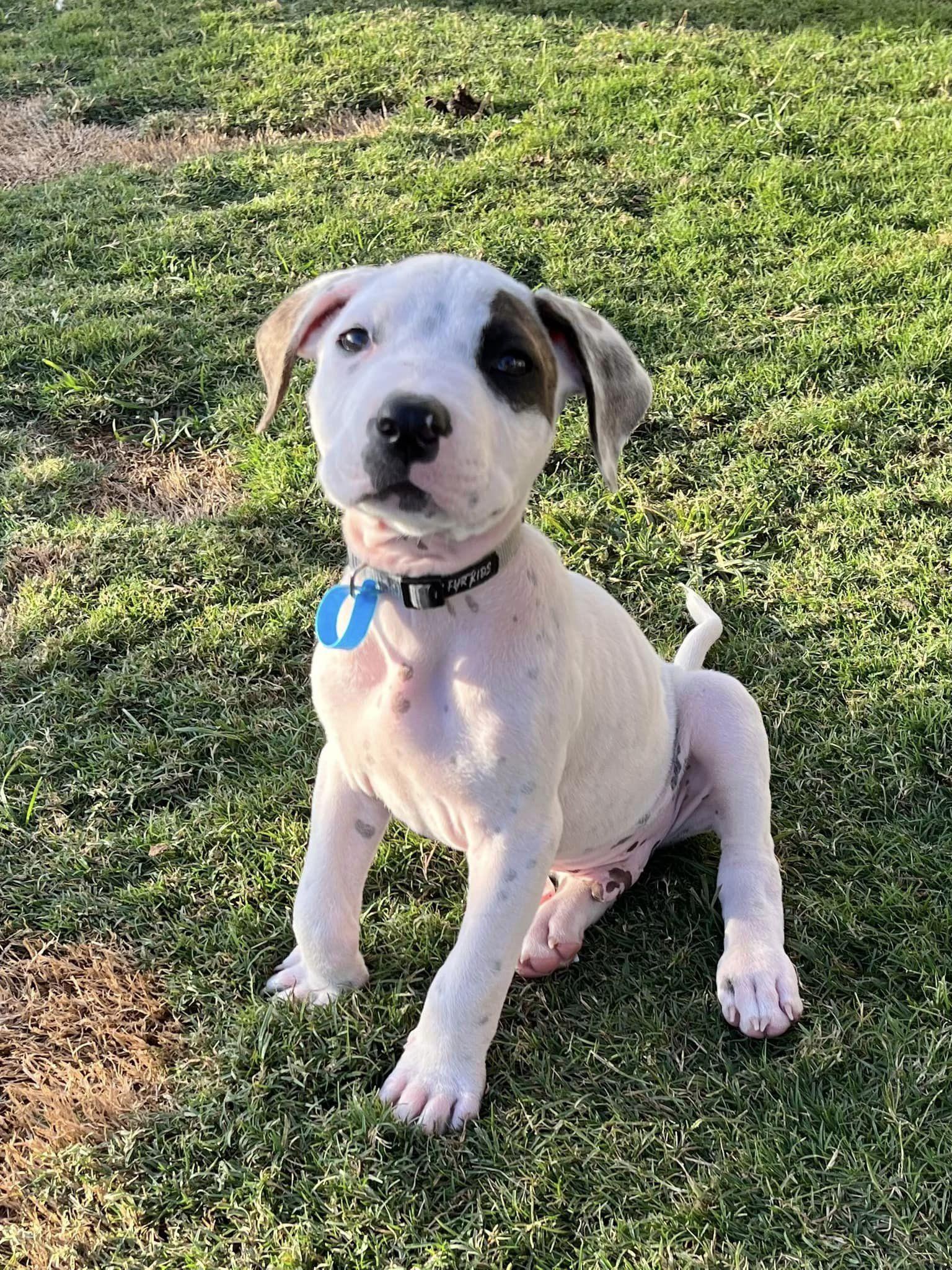 Luis – Lucky Paws Dog Rescue Inc