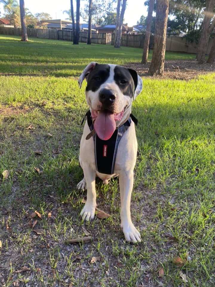 Hugo – Lucky Paws Dog Rescue Inc
