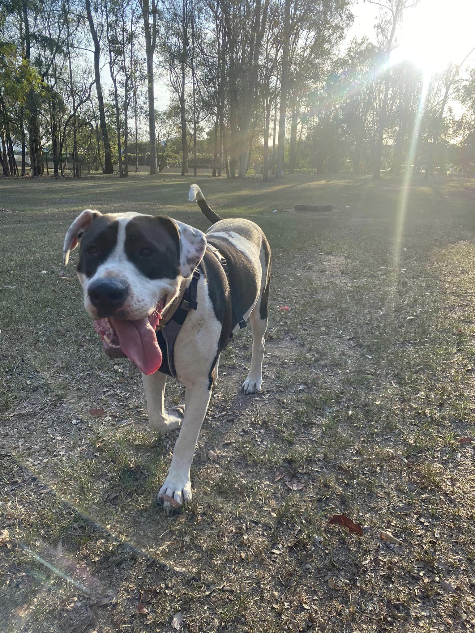 Hugo – Lucky Paws Dog Rescue Inc