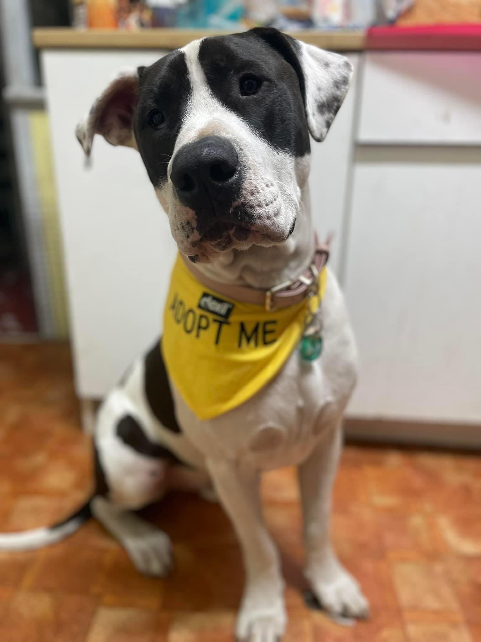 Hugo – Lucky Paws Dog Rescue Inc