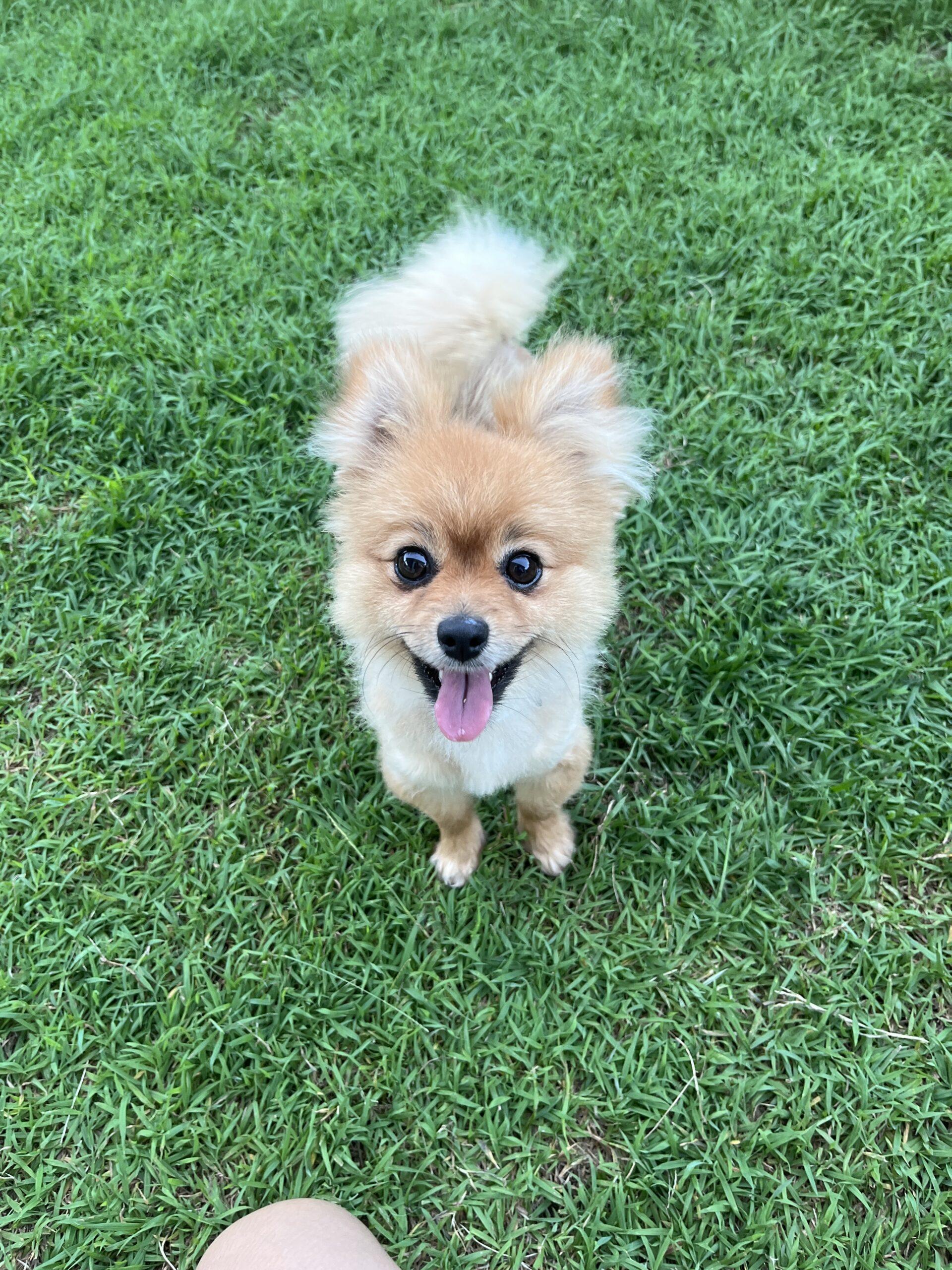 Bubbles – Lucky Paws Dog Rescue Inc
