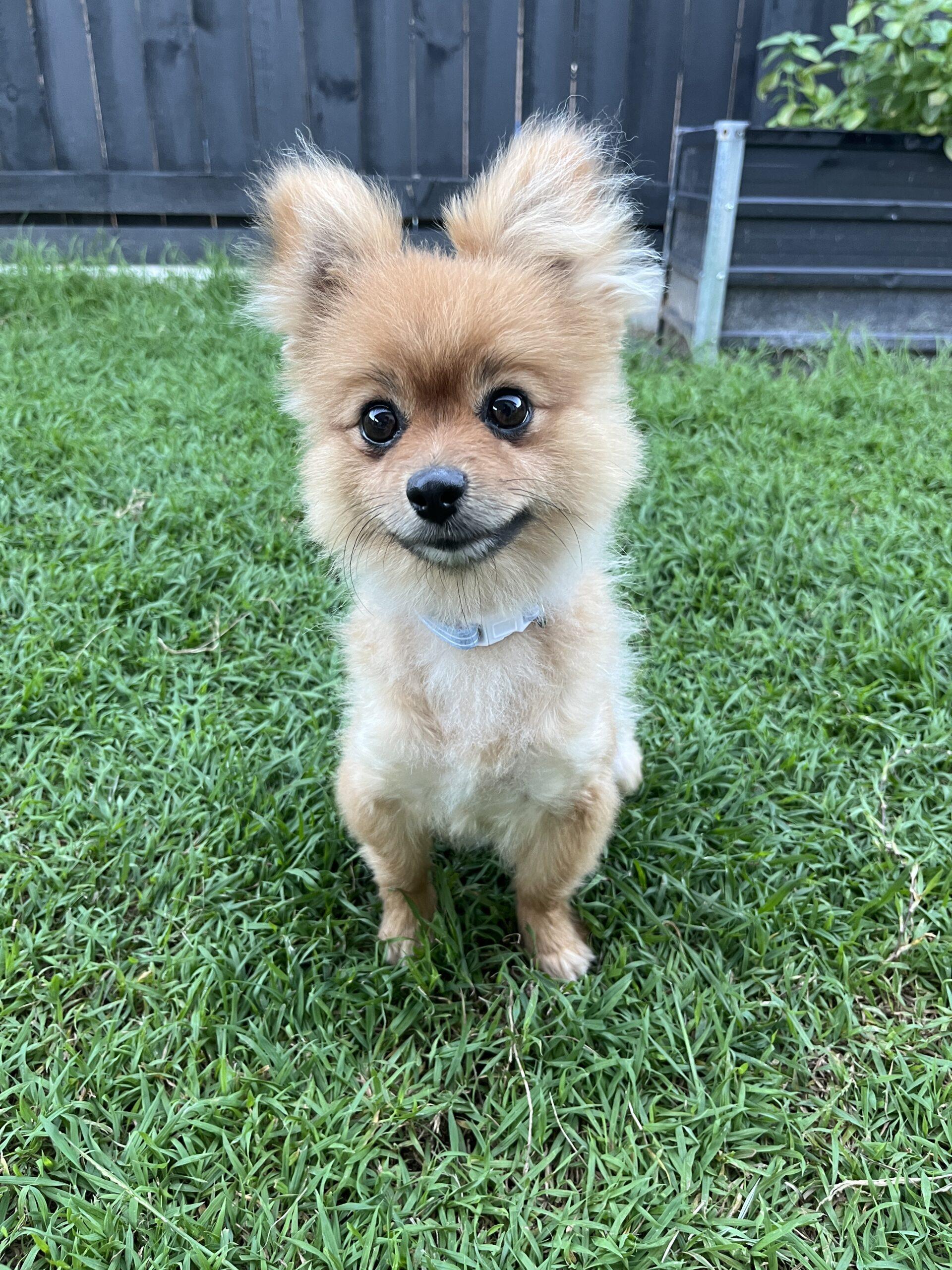 Bubbles – Lucky Paws Dog Rescue Inc