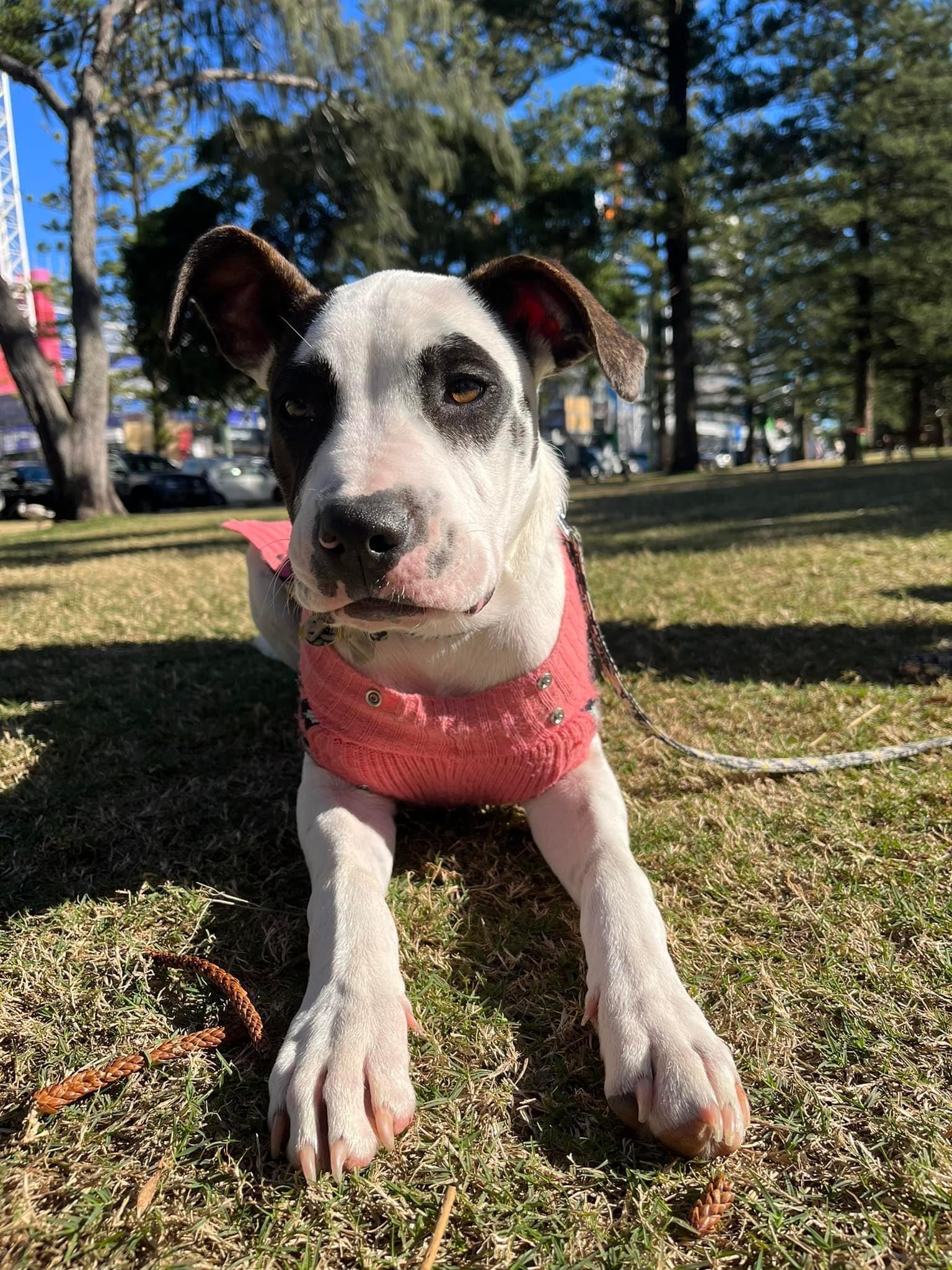 Hope – Lucky Paws Dog Rescue Inc