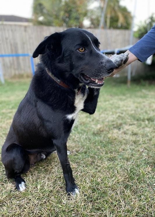 Wilson – Lucky Paws Dog Rescue Inc