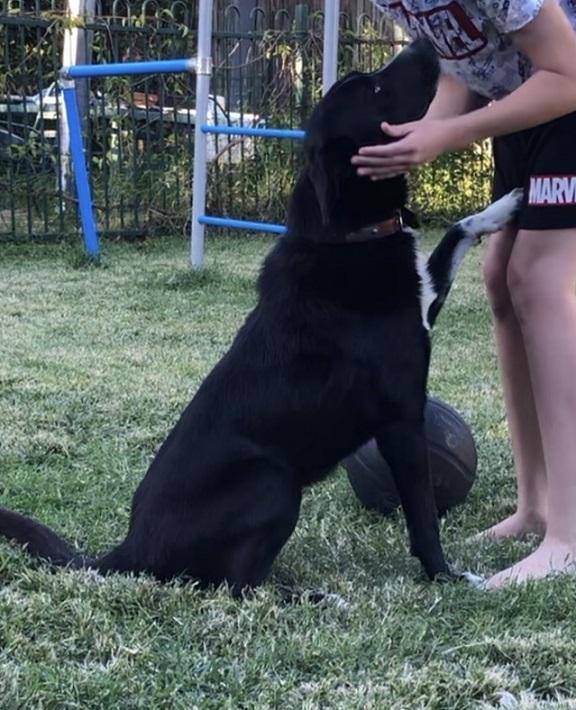 Wilson – Lucky Paws Dog Rescue Inc