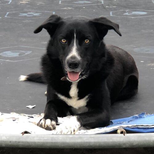Wilson – Lucky Paws Dog Rescue Inc