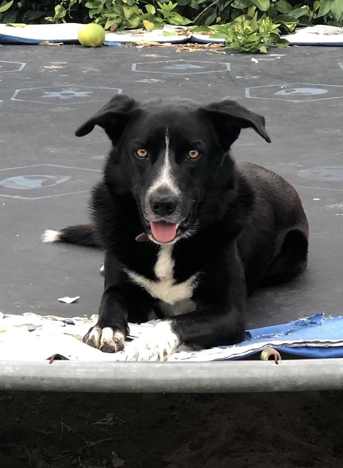 Wilson – Lucky Paws Dog Rescue Inc