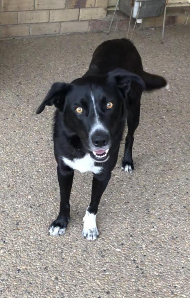 Wilson – Lucky Paws Dog Rescue Inc