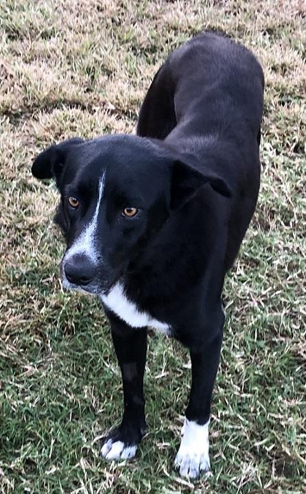 Wilson – Lucky Paws Dog Rescue Inc
