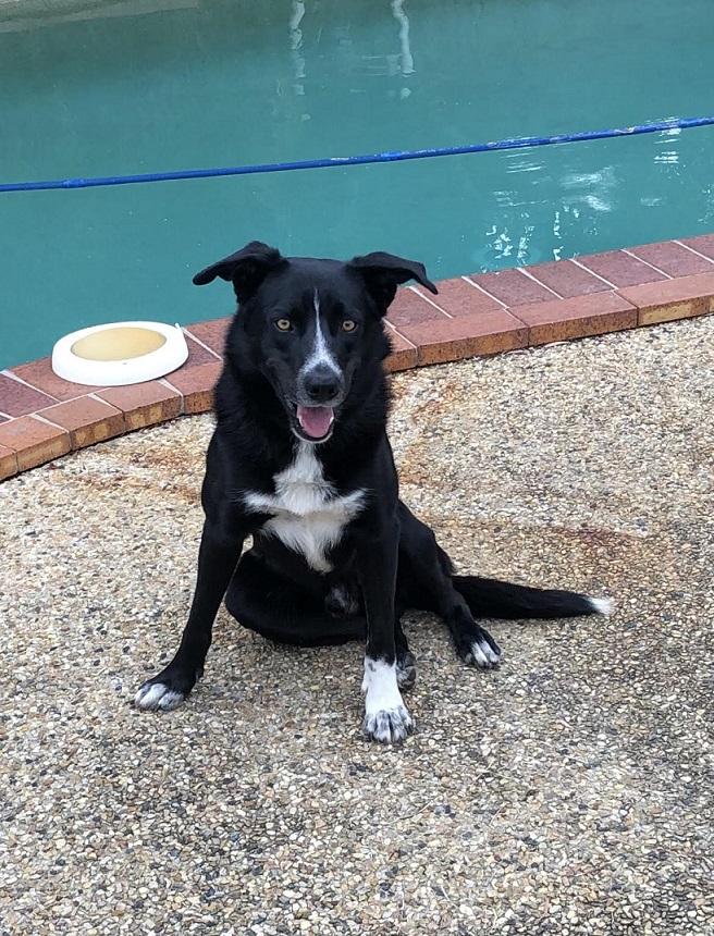 Wilson – Lucky Paws Dog Rescue Inc