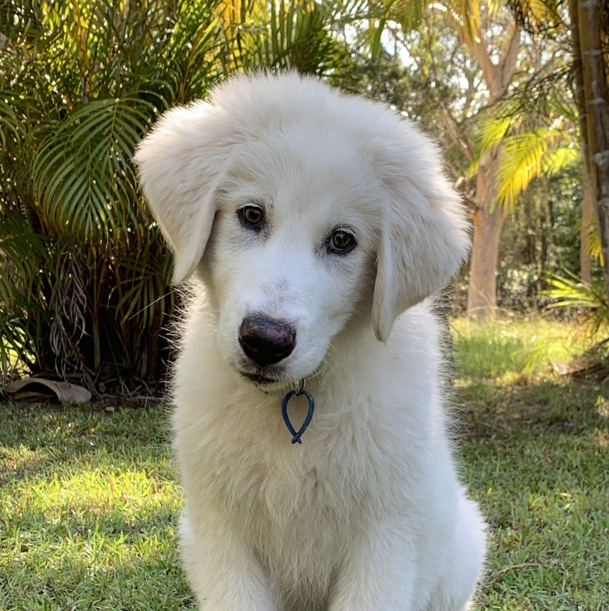 Available For Adoption – Lucky Paws Dog Rescue Inc