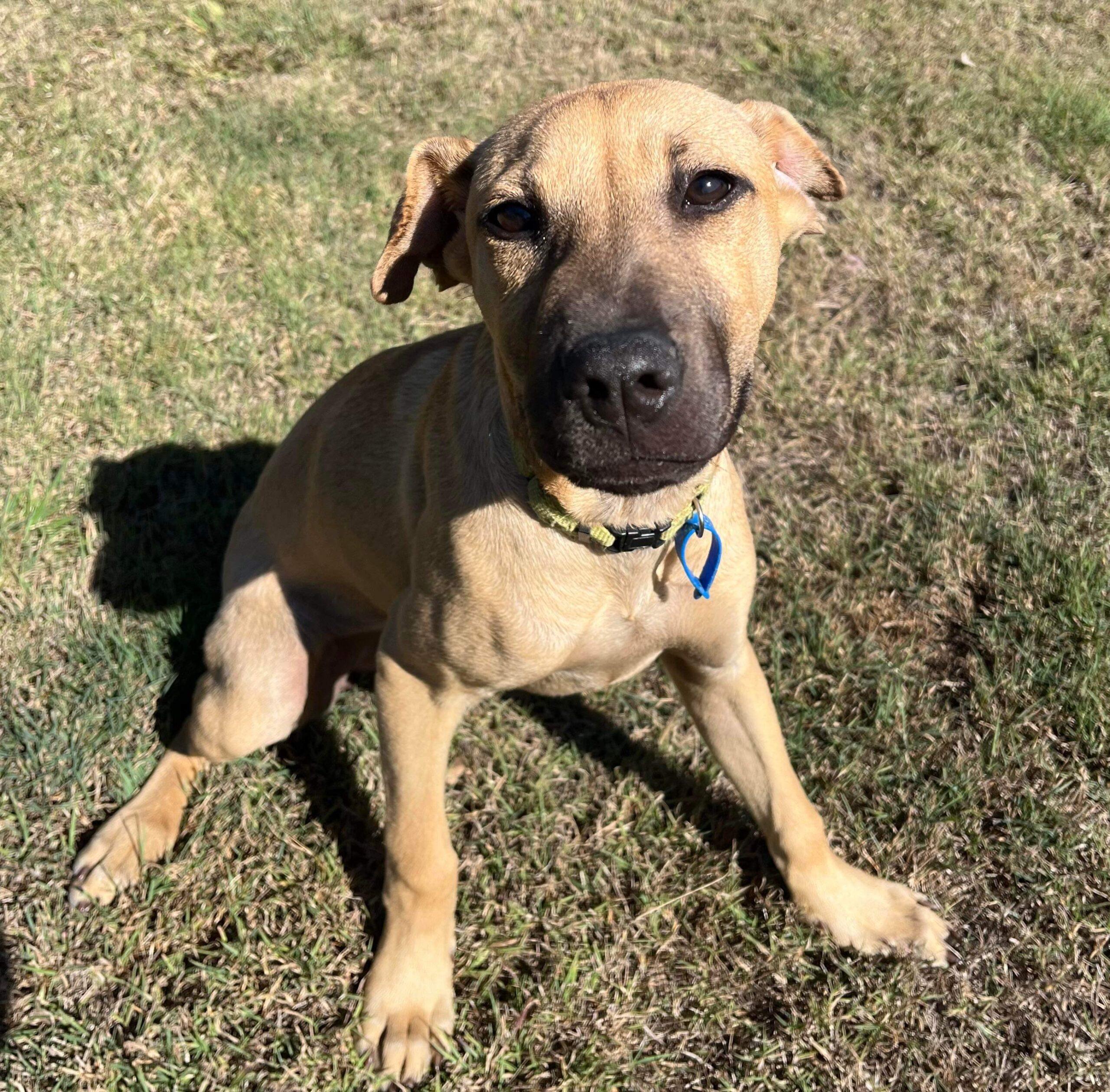 Alaska – Lucky Paws Dog Rescue Inc