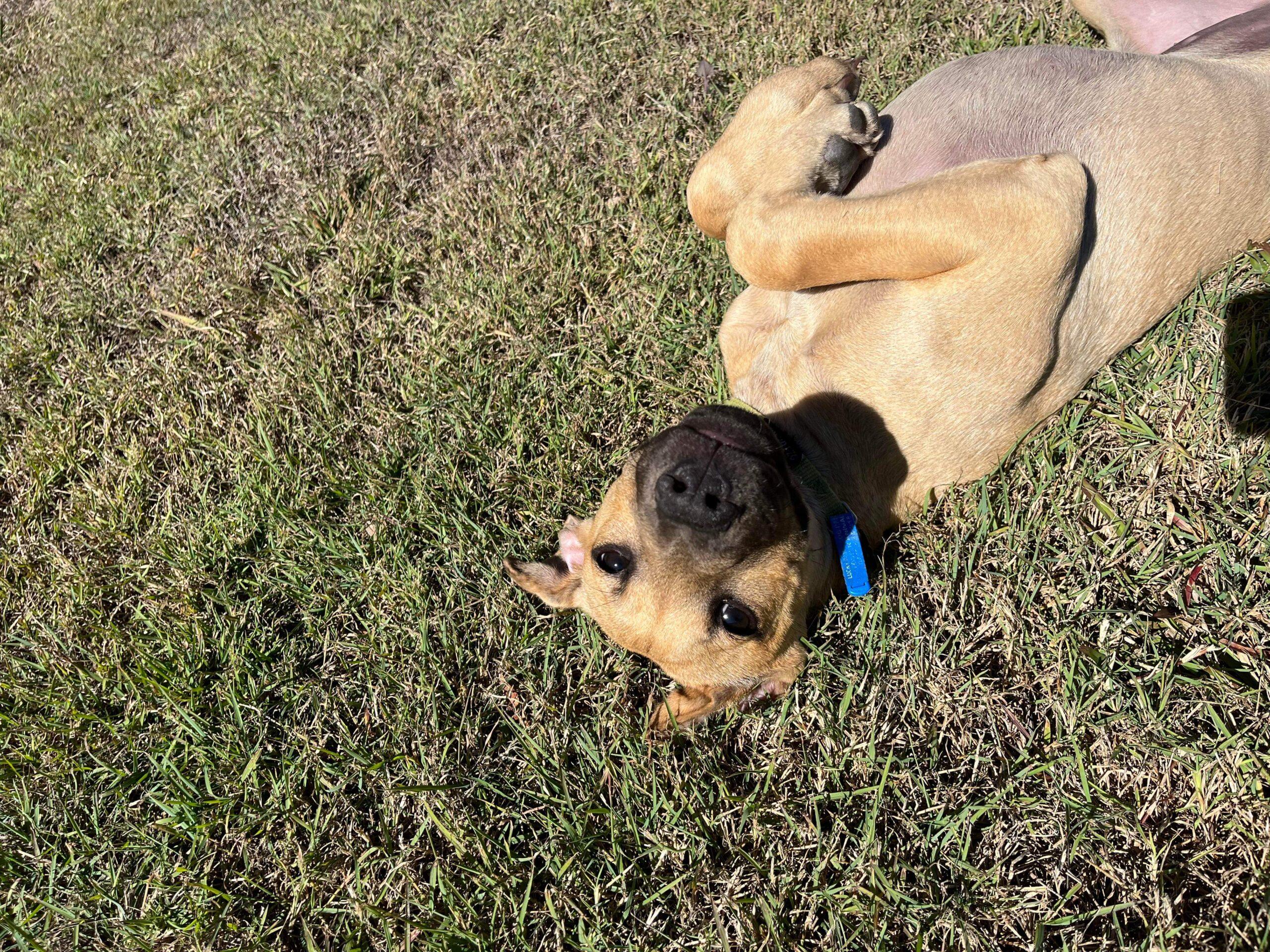 Alaska – Lucky Paws Dog Rescue Inc