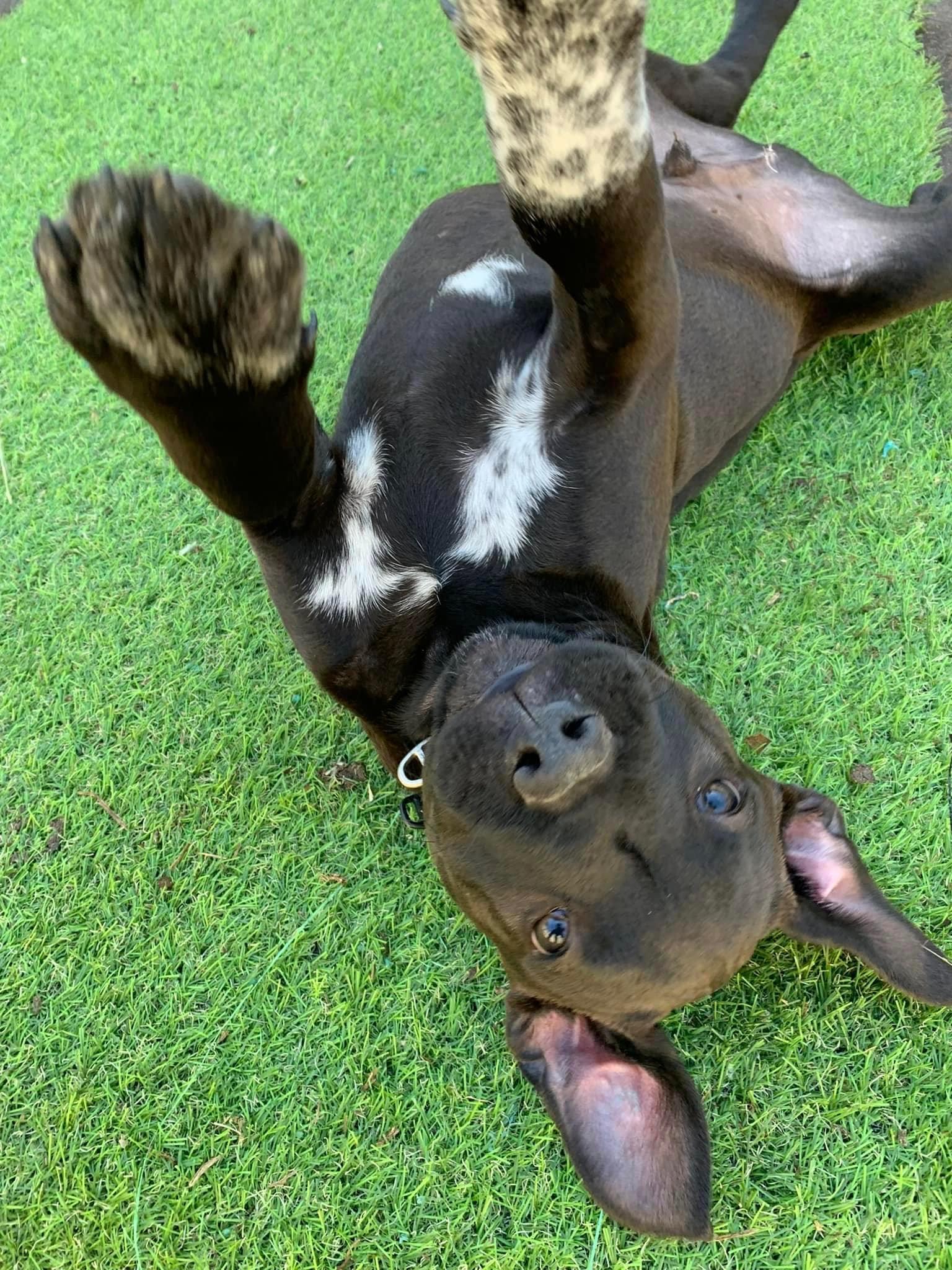 Henry – Lucky Paws Dog Rescue Inc