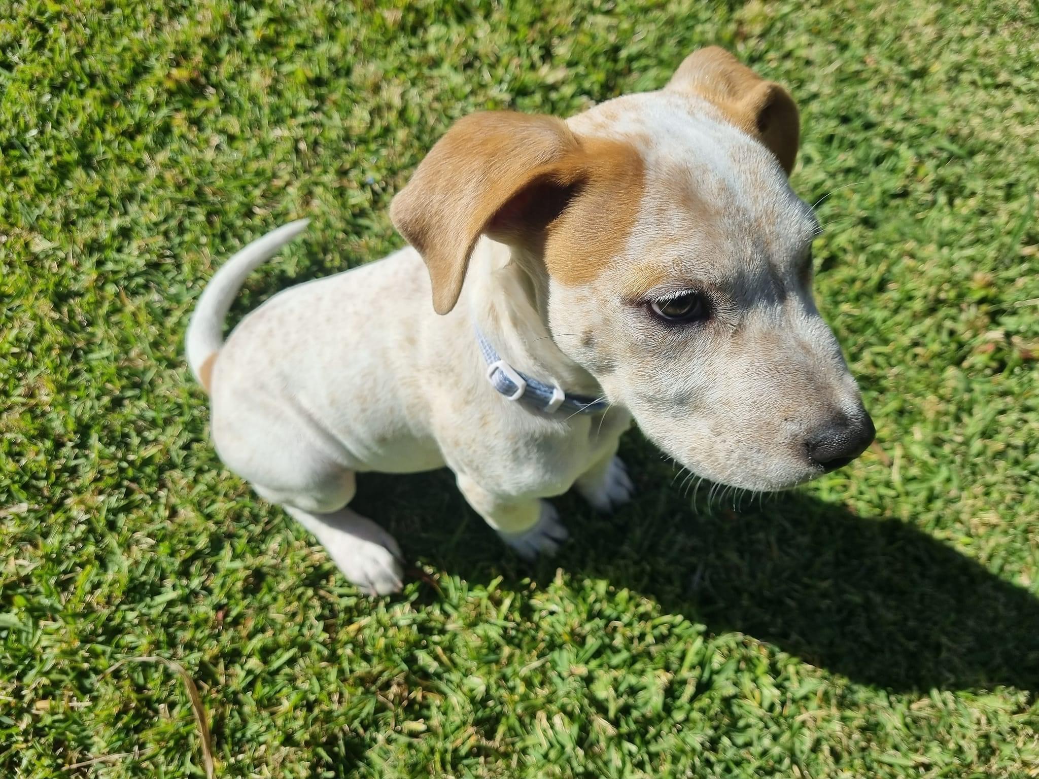 Bruce – Lucky Paws Dog Rescue Inc