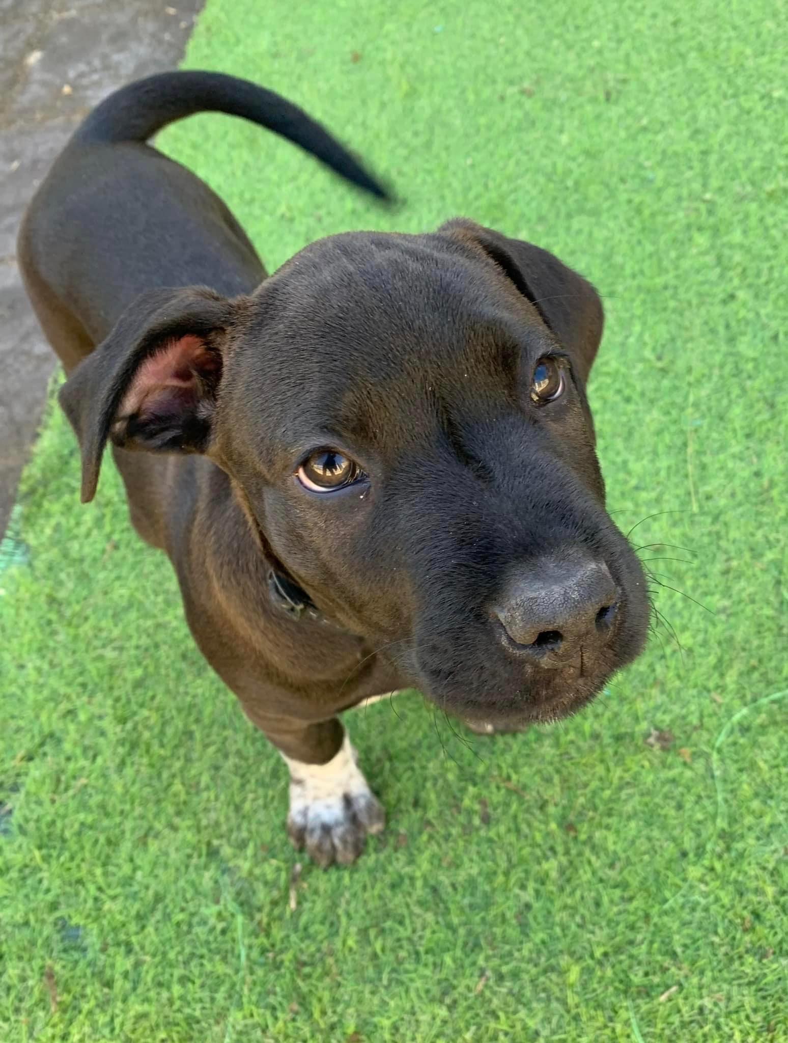Henry – Lucky Paws Dog Rescue Inc