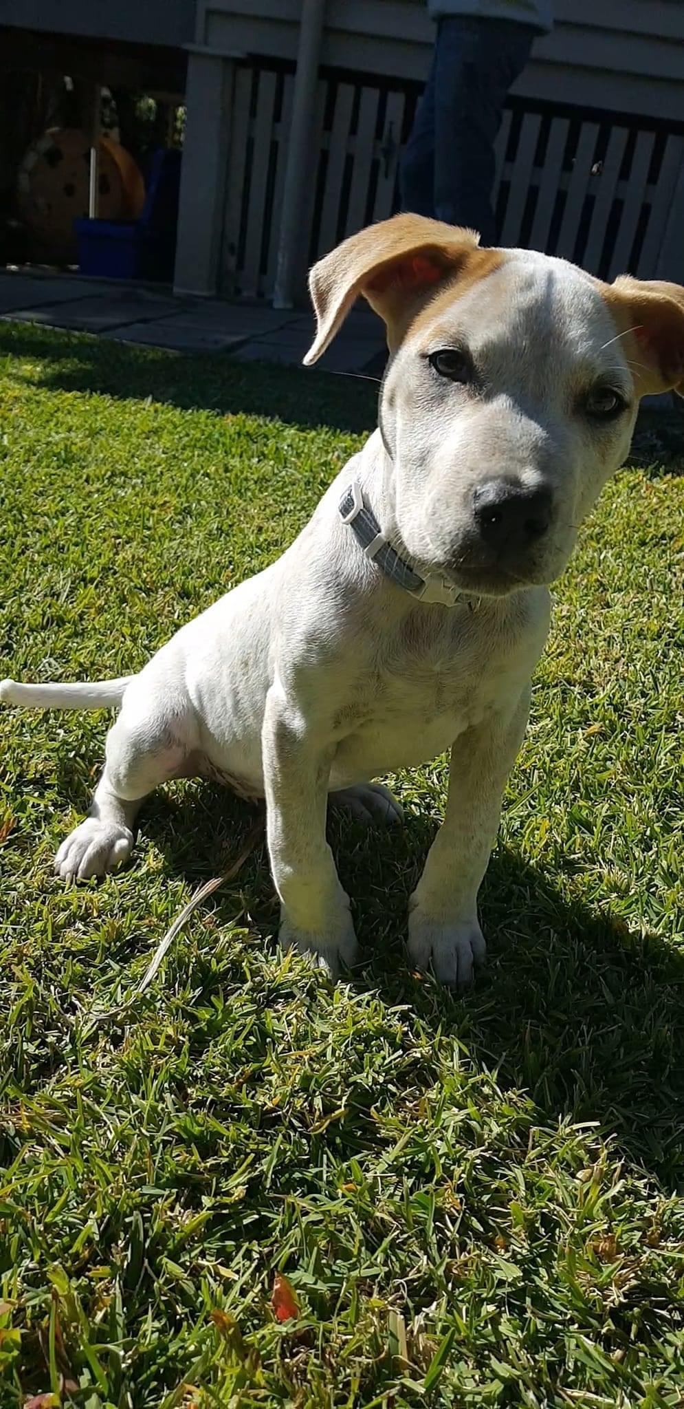 Bruce – Lucky Paws Dog Rescue Inc