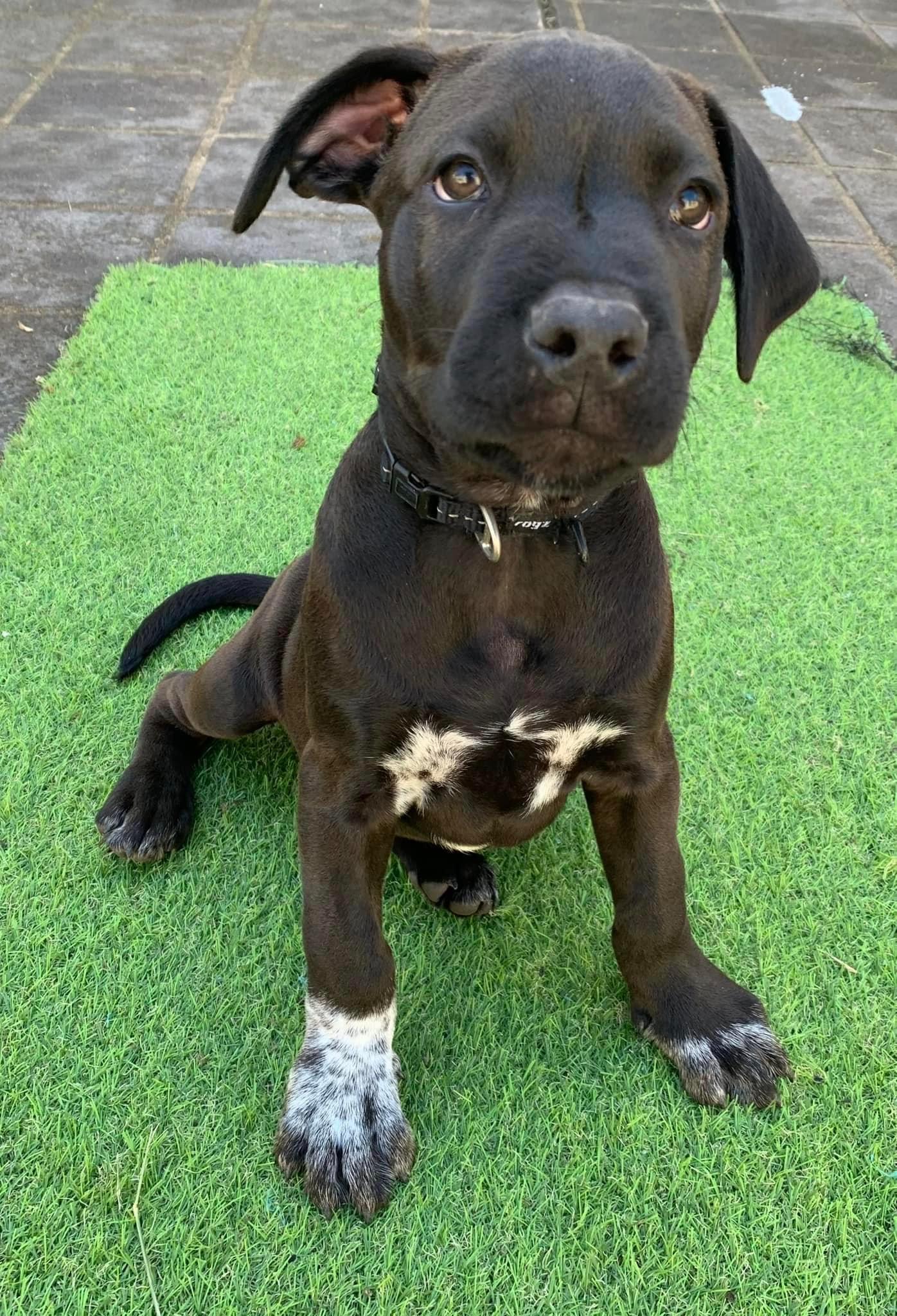 Henry – Lucky Paws Dog Rescue Inc