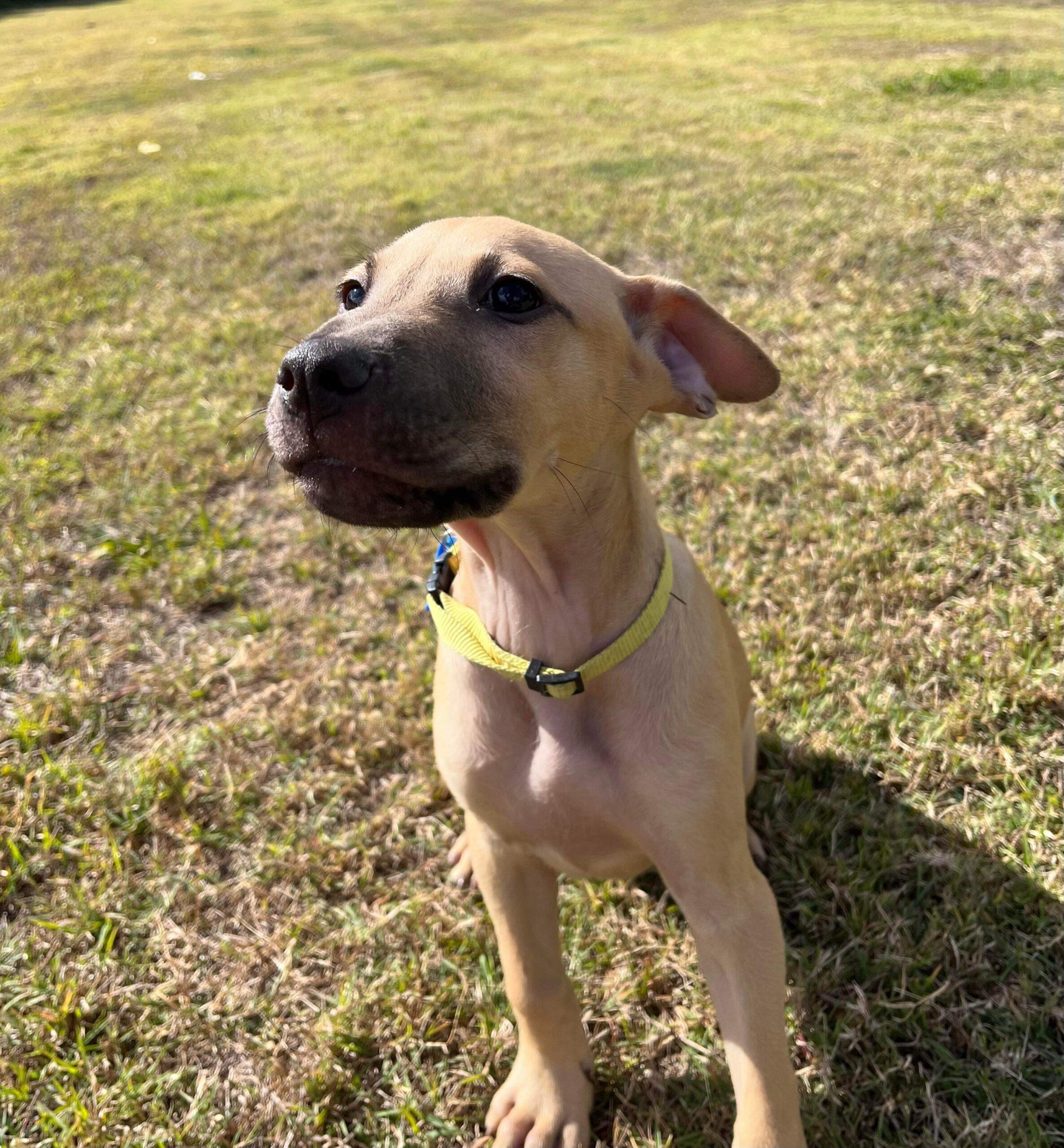 Alaska – Lucky Paws Dog Rescue Inc