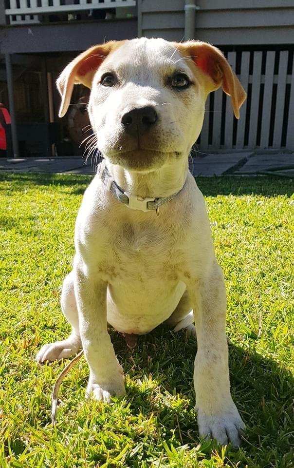 Bruce – Lucky Paws Dog Rescue Inc