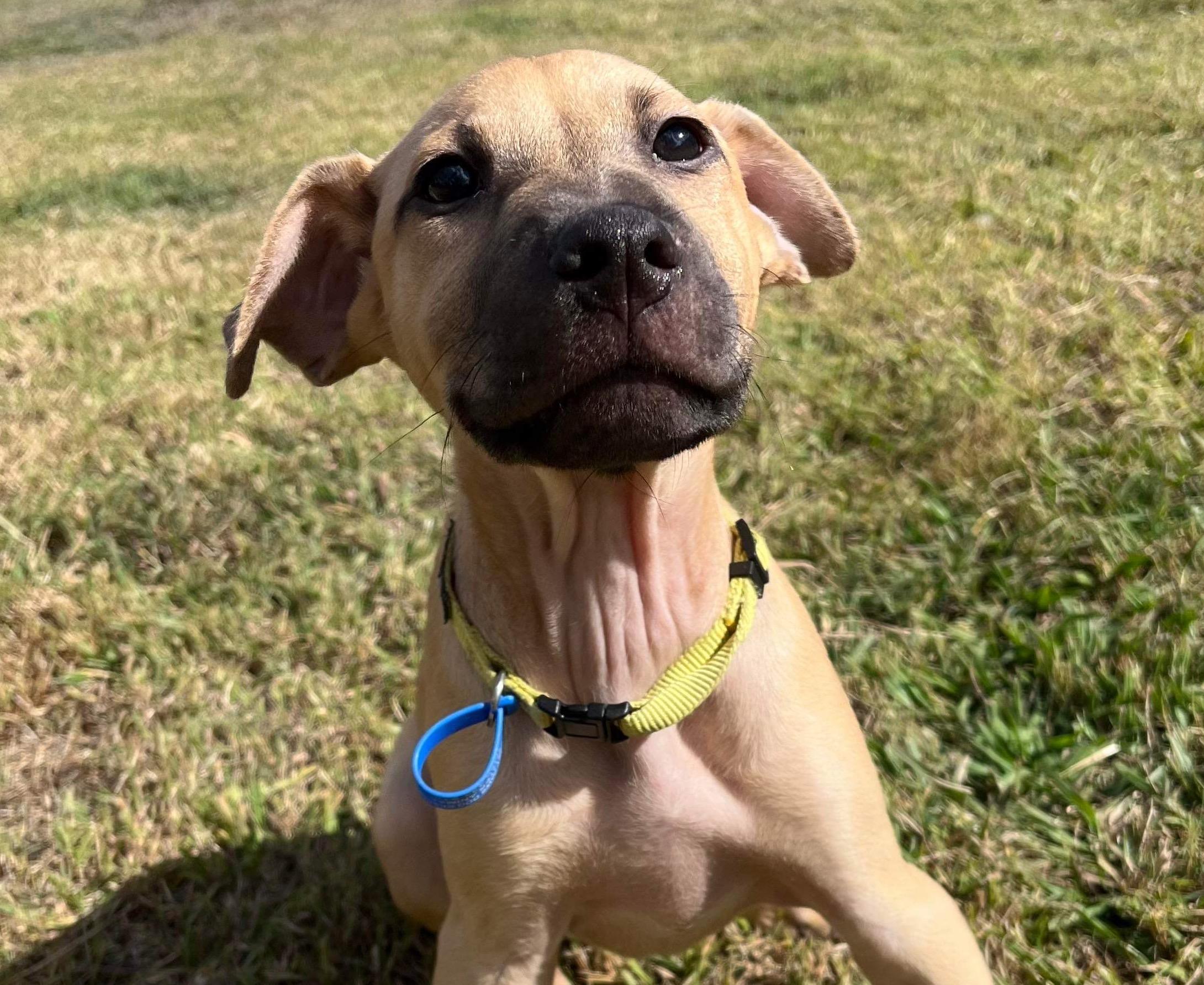 Alaska – Lucky Paws Dog Rescue Inc