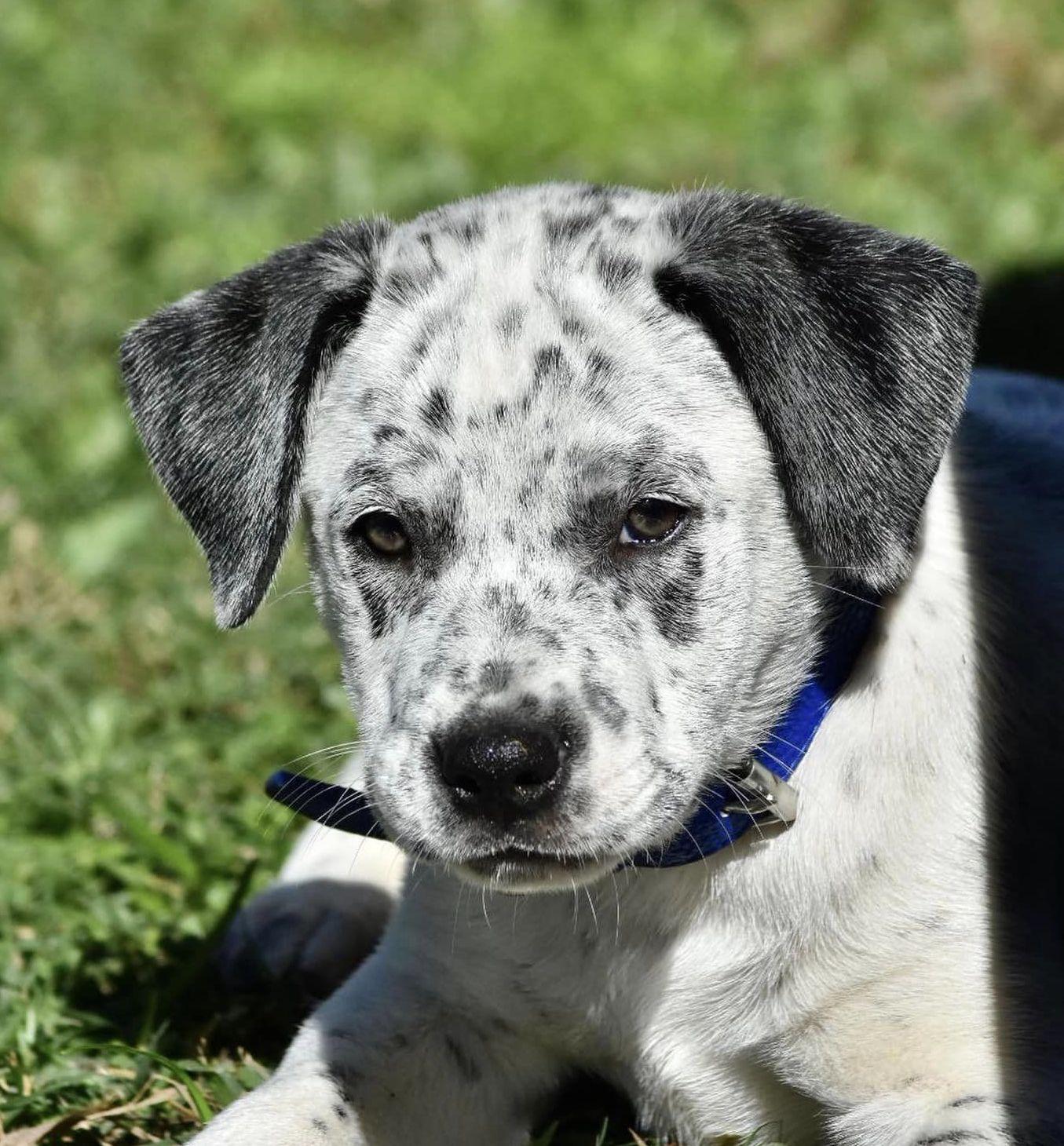 Barry – Lucky Paws Dog Rescue Inc