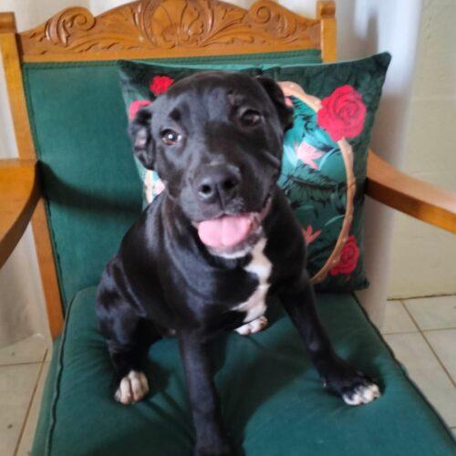 Available For Adoption – Lucky Paws Dog Rescue Inc