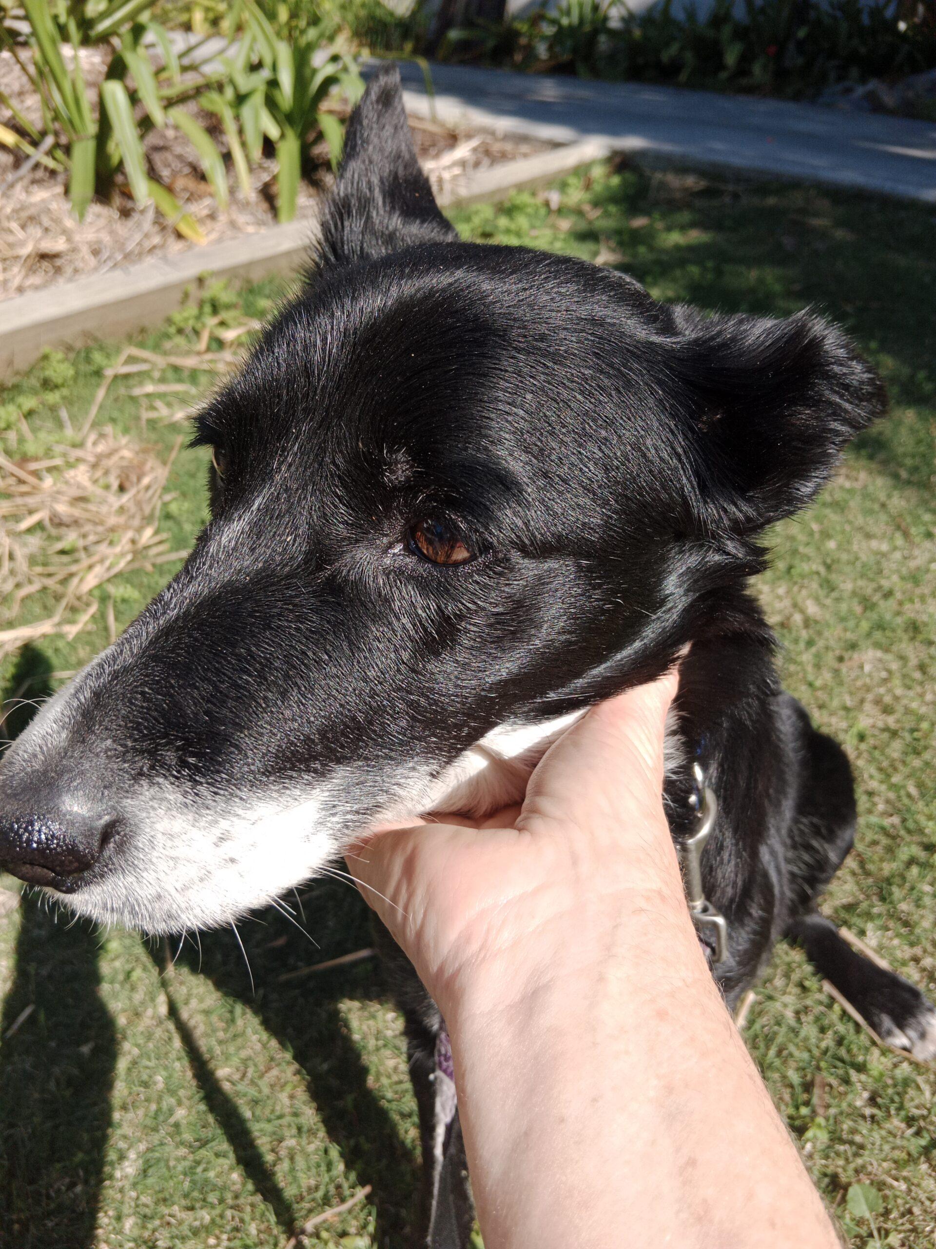 Wanda – Lucky Paws Dog Rescue Inc