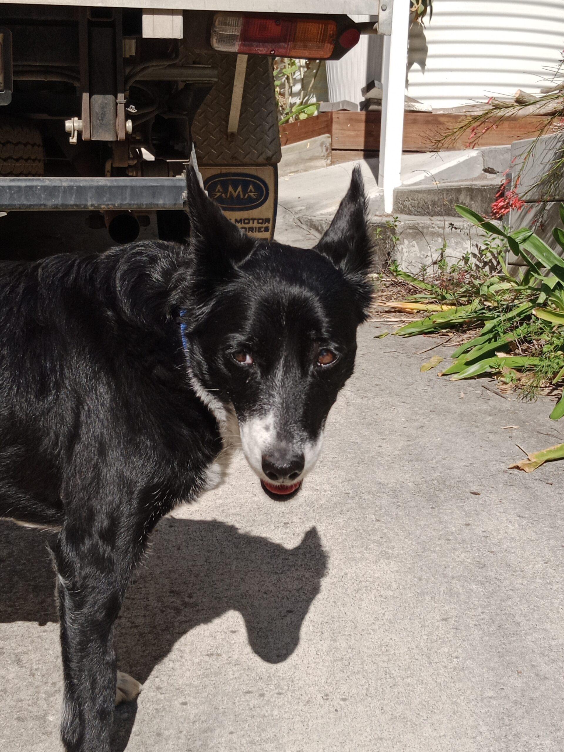 Wanda – Lucky Paws Dog Rescue Inc