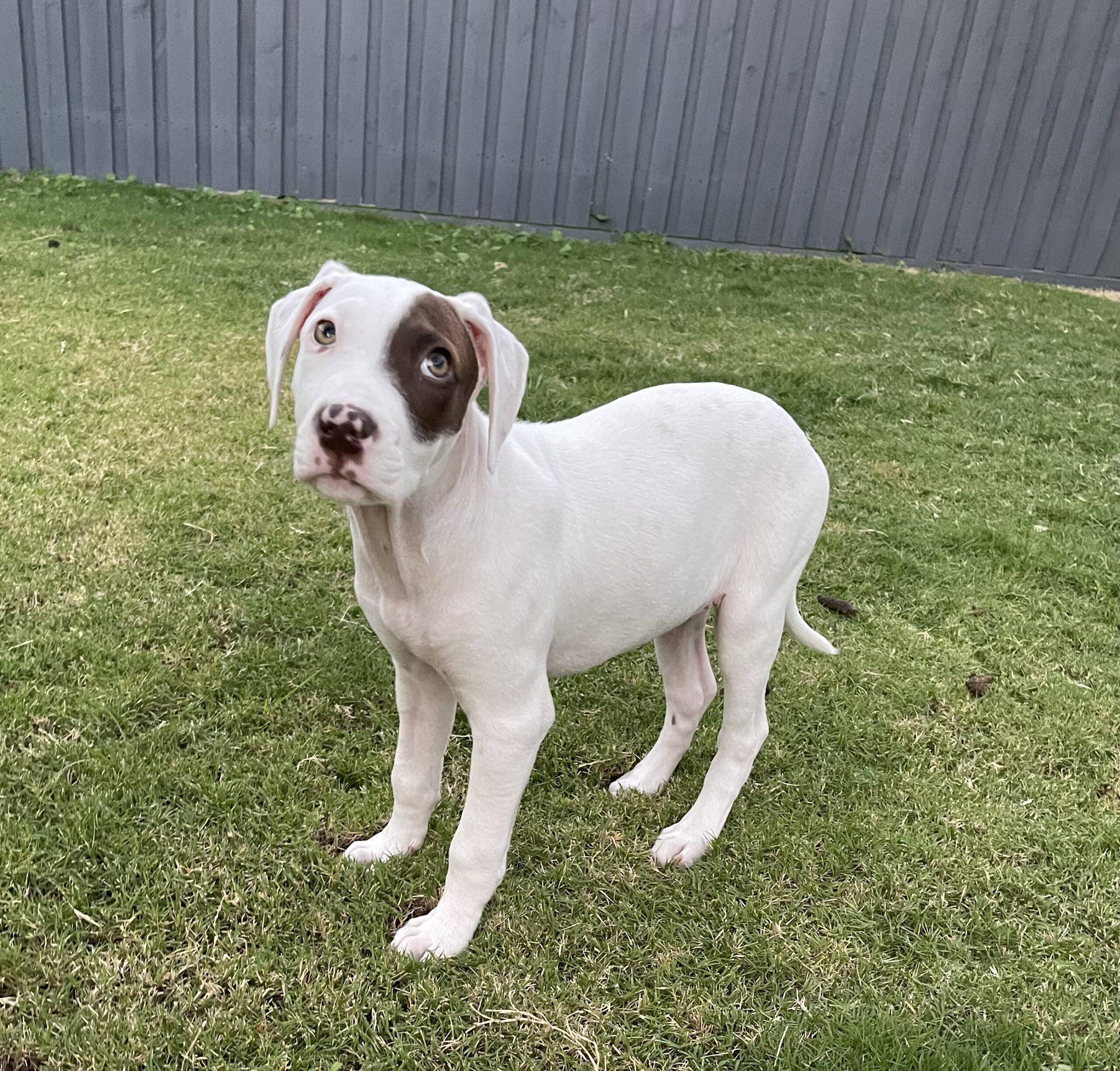 Gem – Lucky Paws Dog Rescue Inc