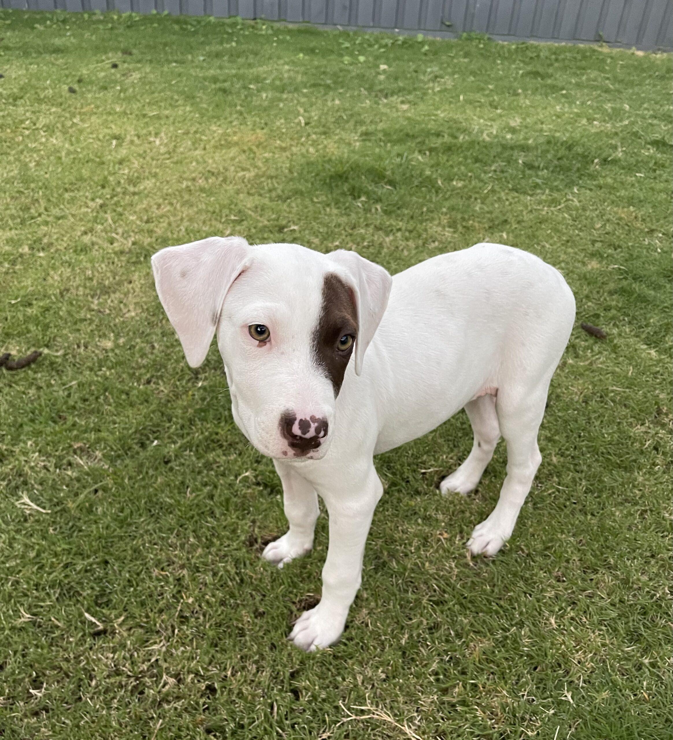 Gem – Lucky Paws Dog Rescue Inc
