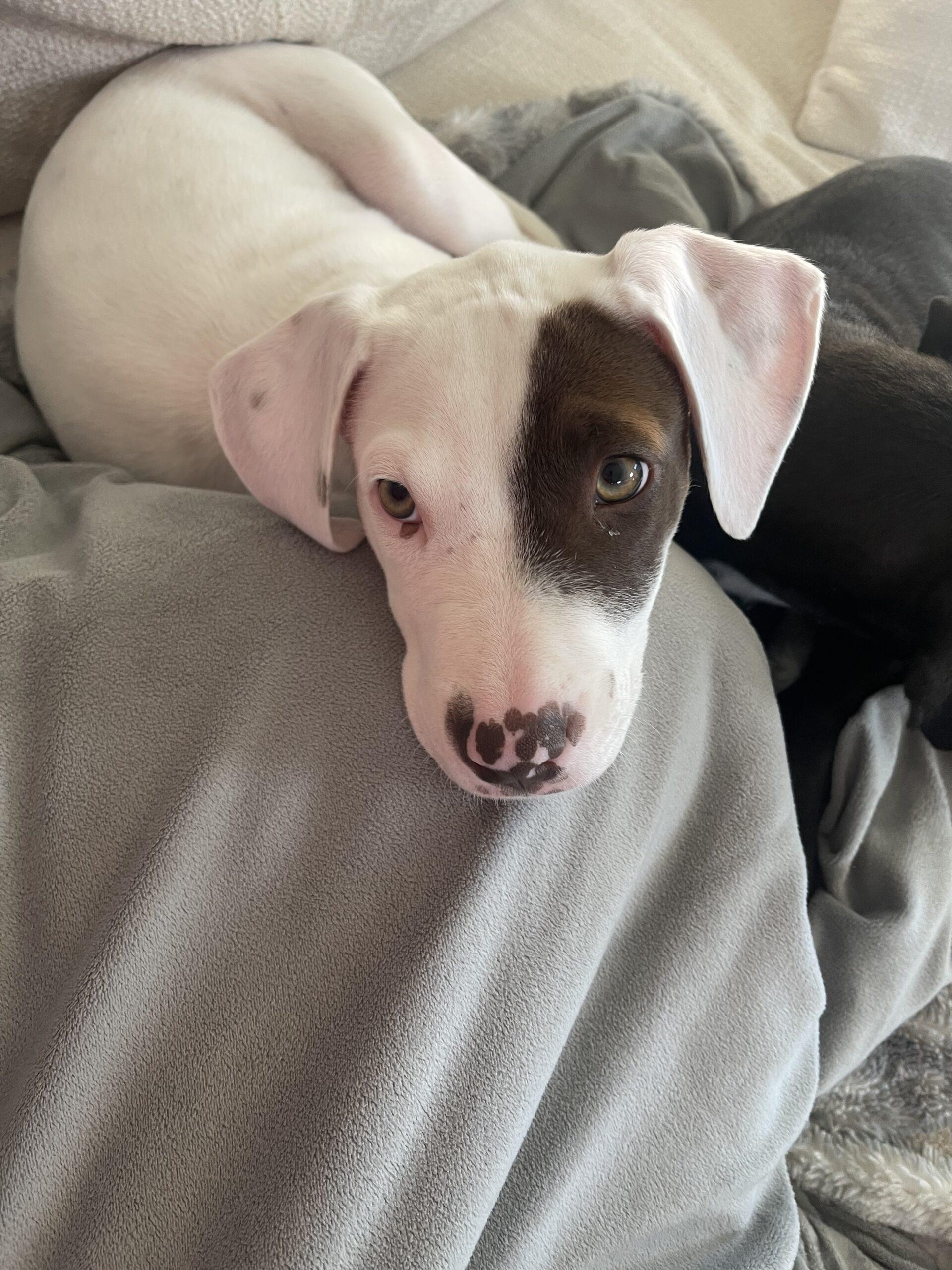 Gem – Lucky Paws Dog Rescue Inc