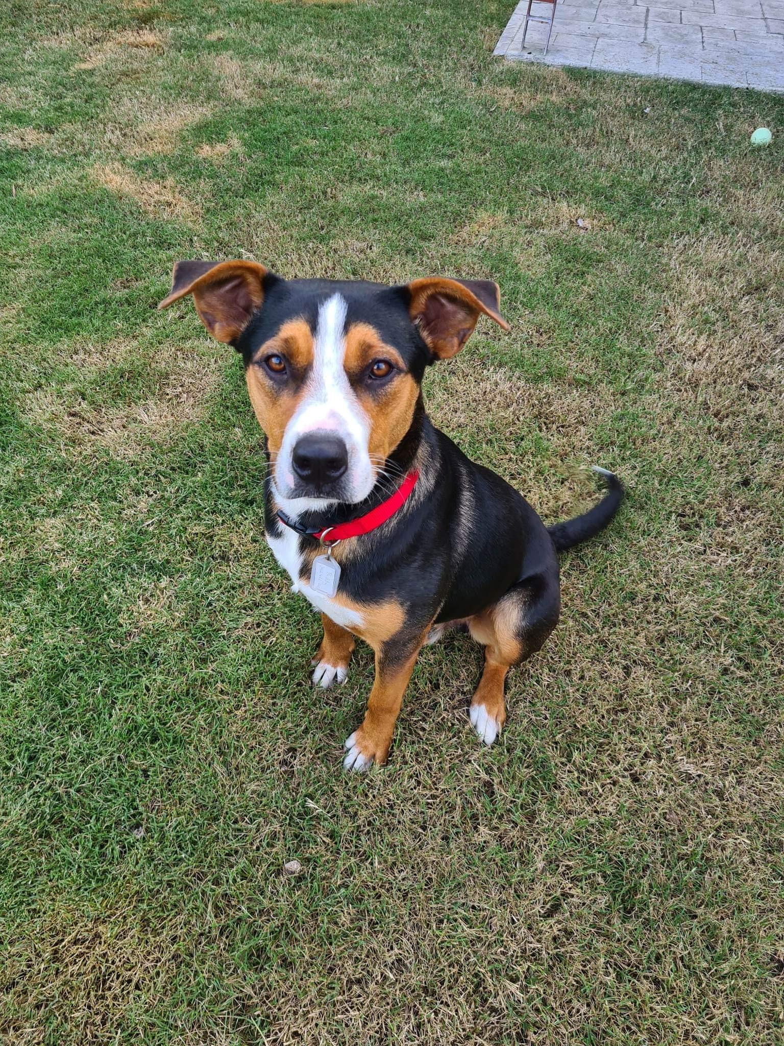 Mickey – Lucky Paws Dog Rescue Inc
