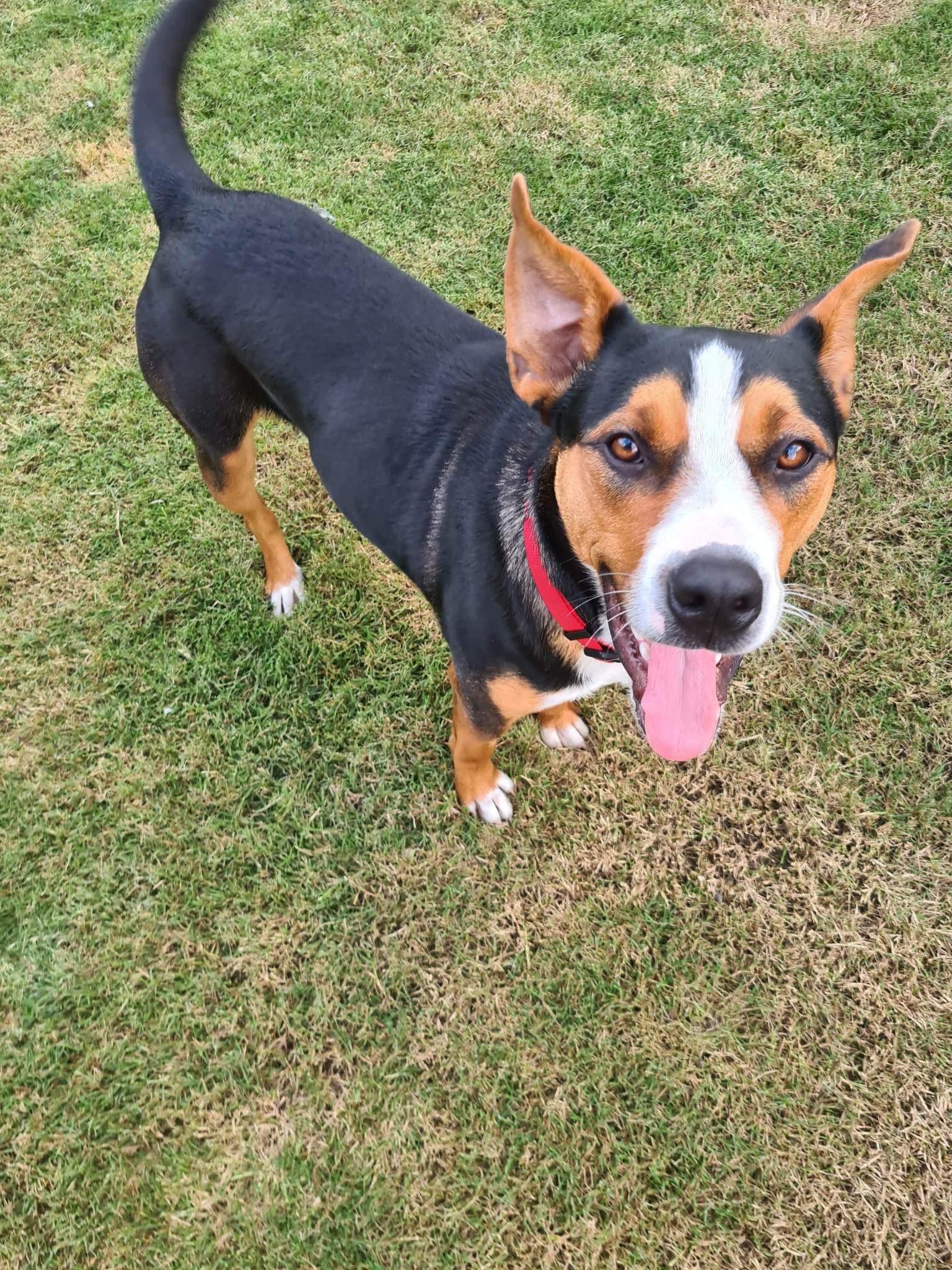 Mickey – Lucky Paws Dog Rescue Inc