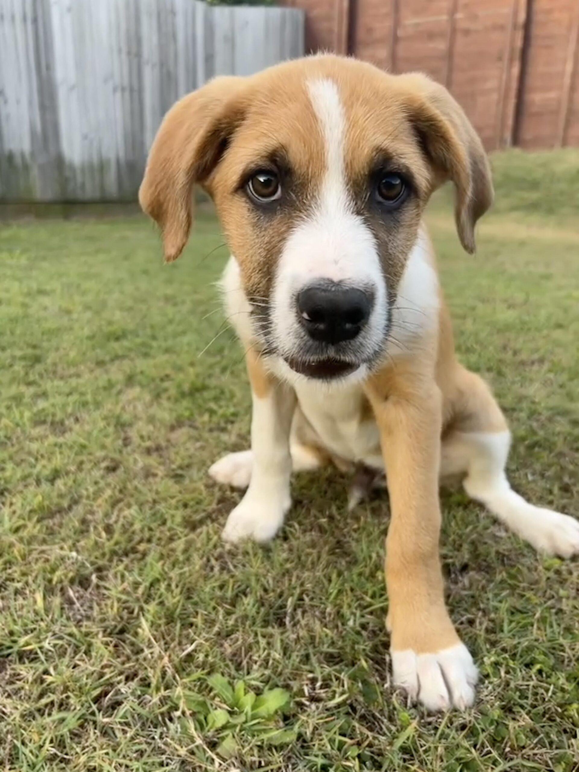 Apollo – Lucky Paws Dog Rescue Inc