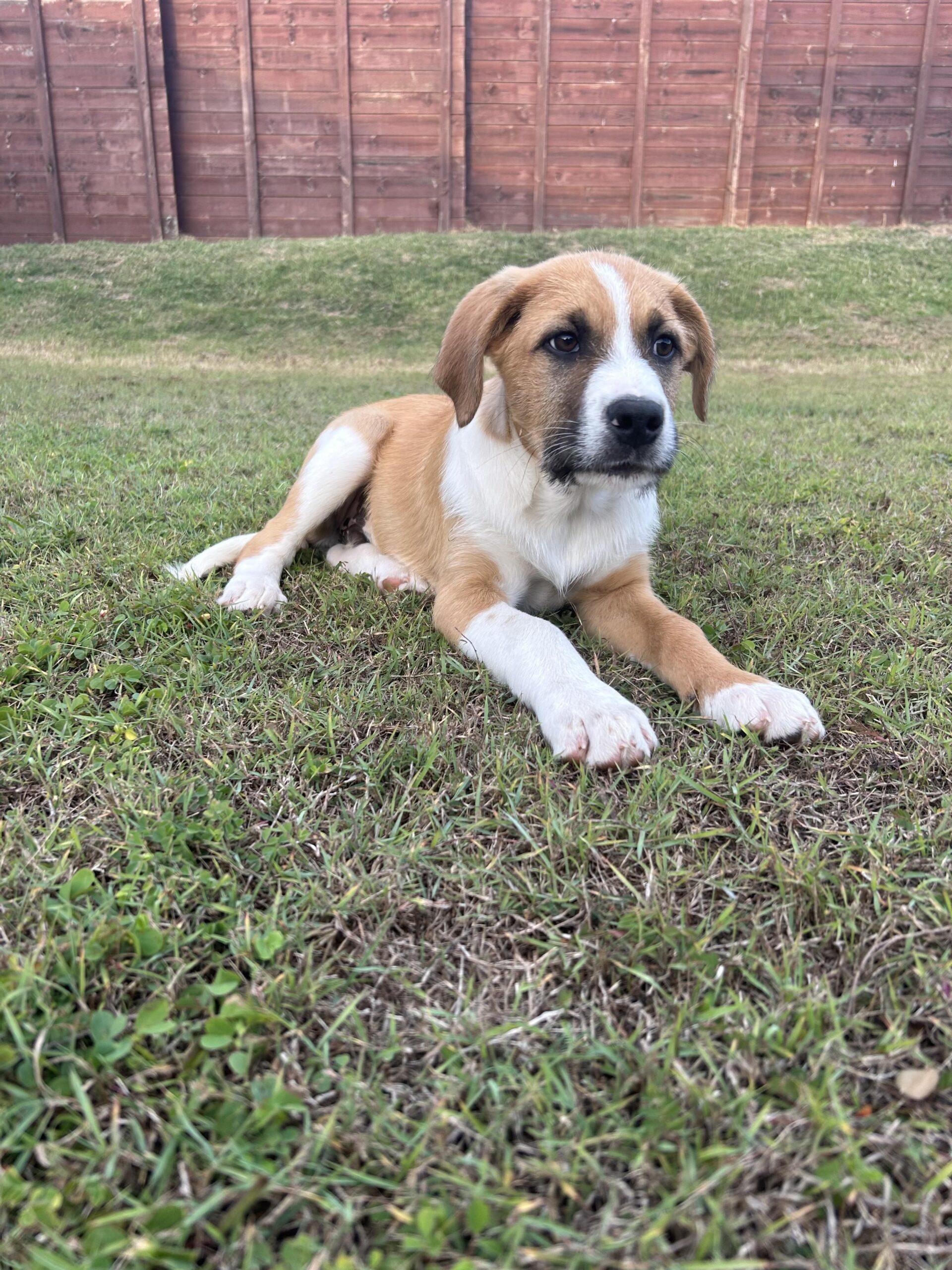 Apollo – Lucky Paws Dog Rescue Inc