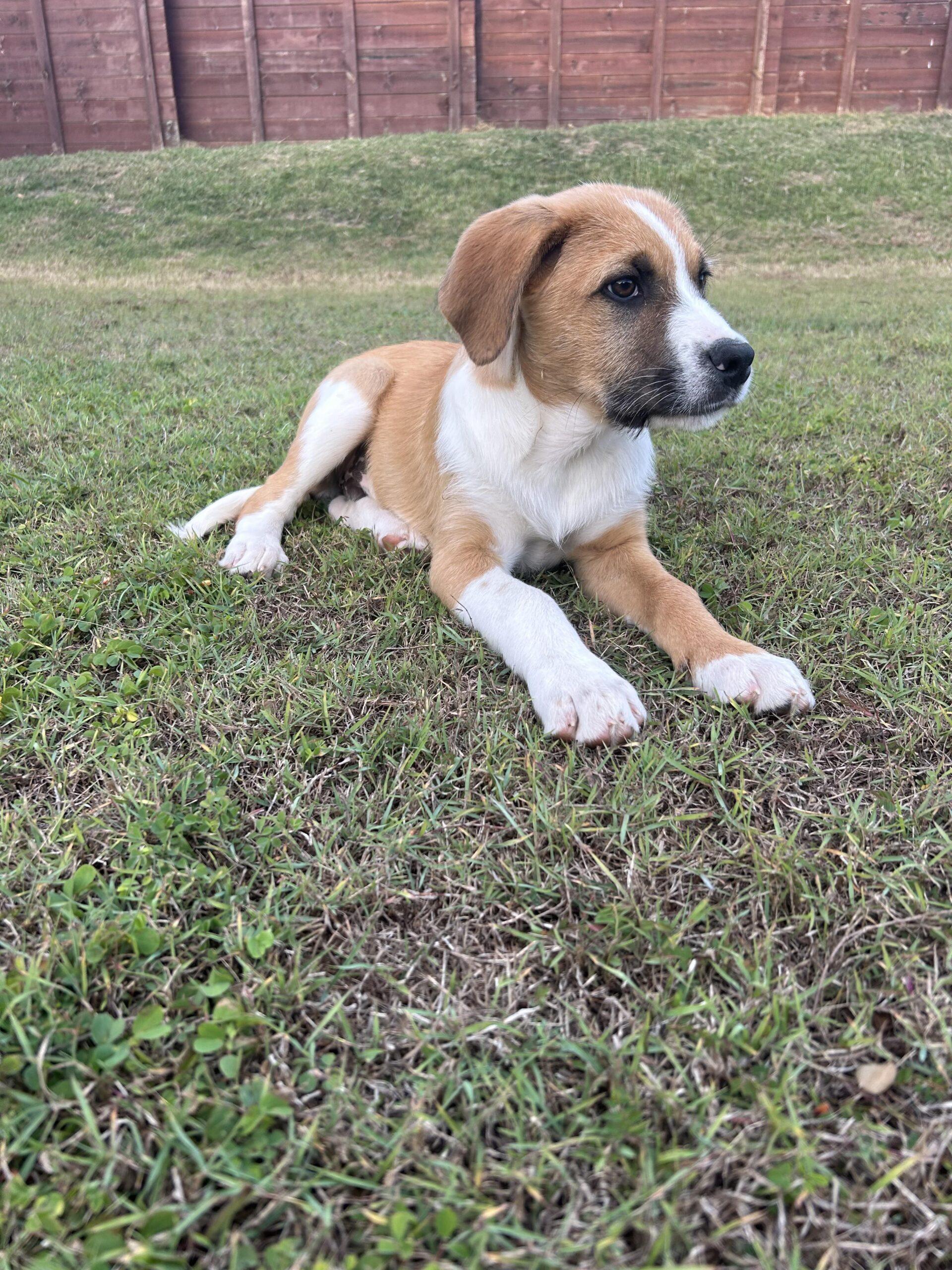 Apollo – Lucky Paws Dog Rescue Inc