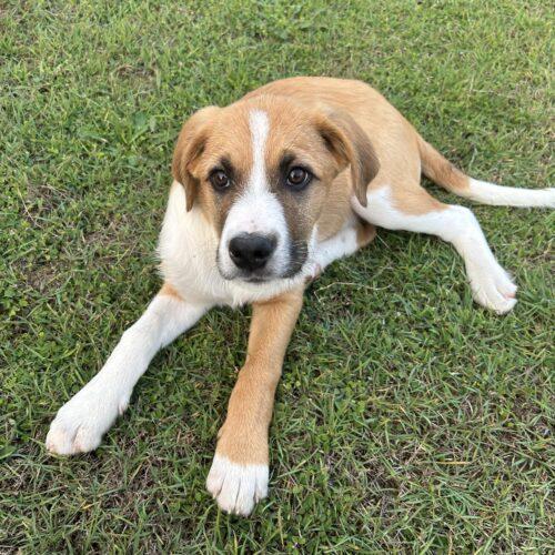 Available For Adoption – Lucky Paws Dog Rescue Inc