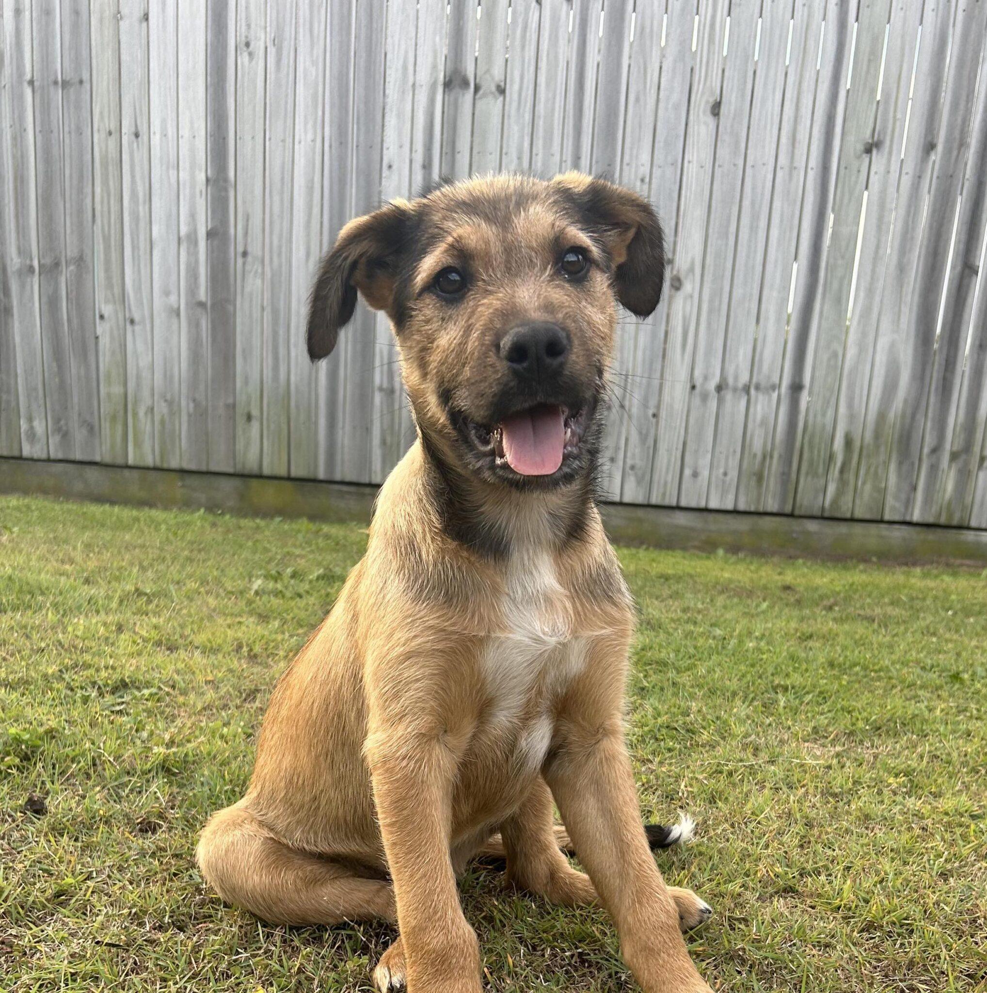 Available For Adoption – Lucky Paws Dog Rescue Inc