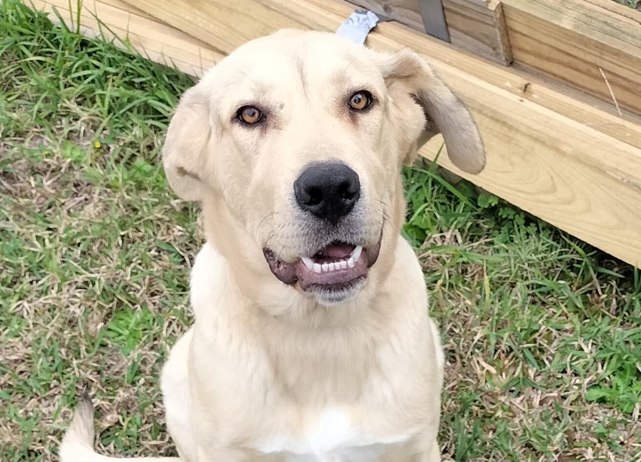 Spud – Lucky Paws Dog Rescue Inc